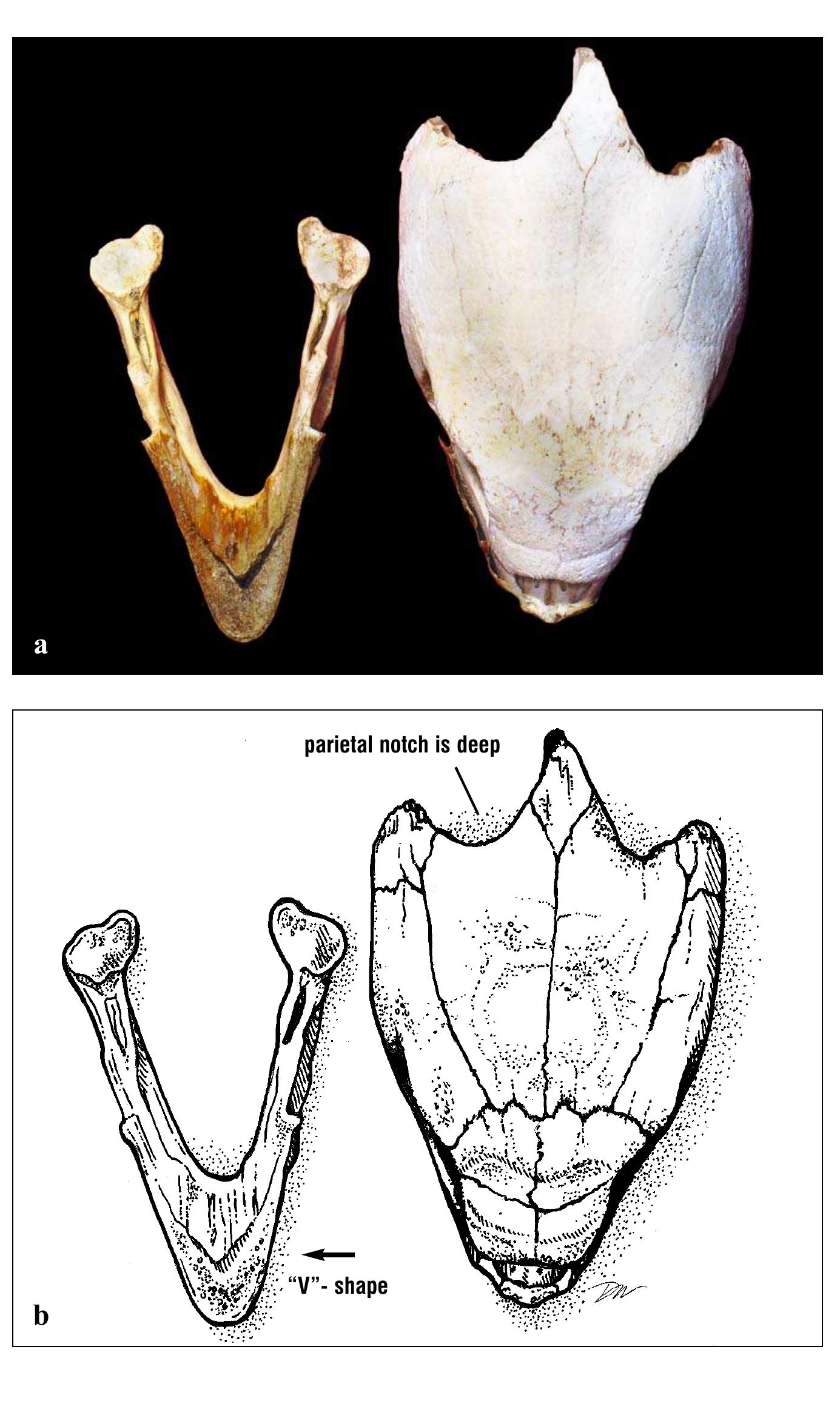 (PDF) Anatomy of Sea Turtles