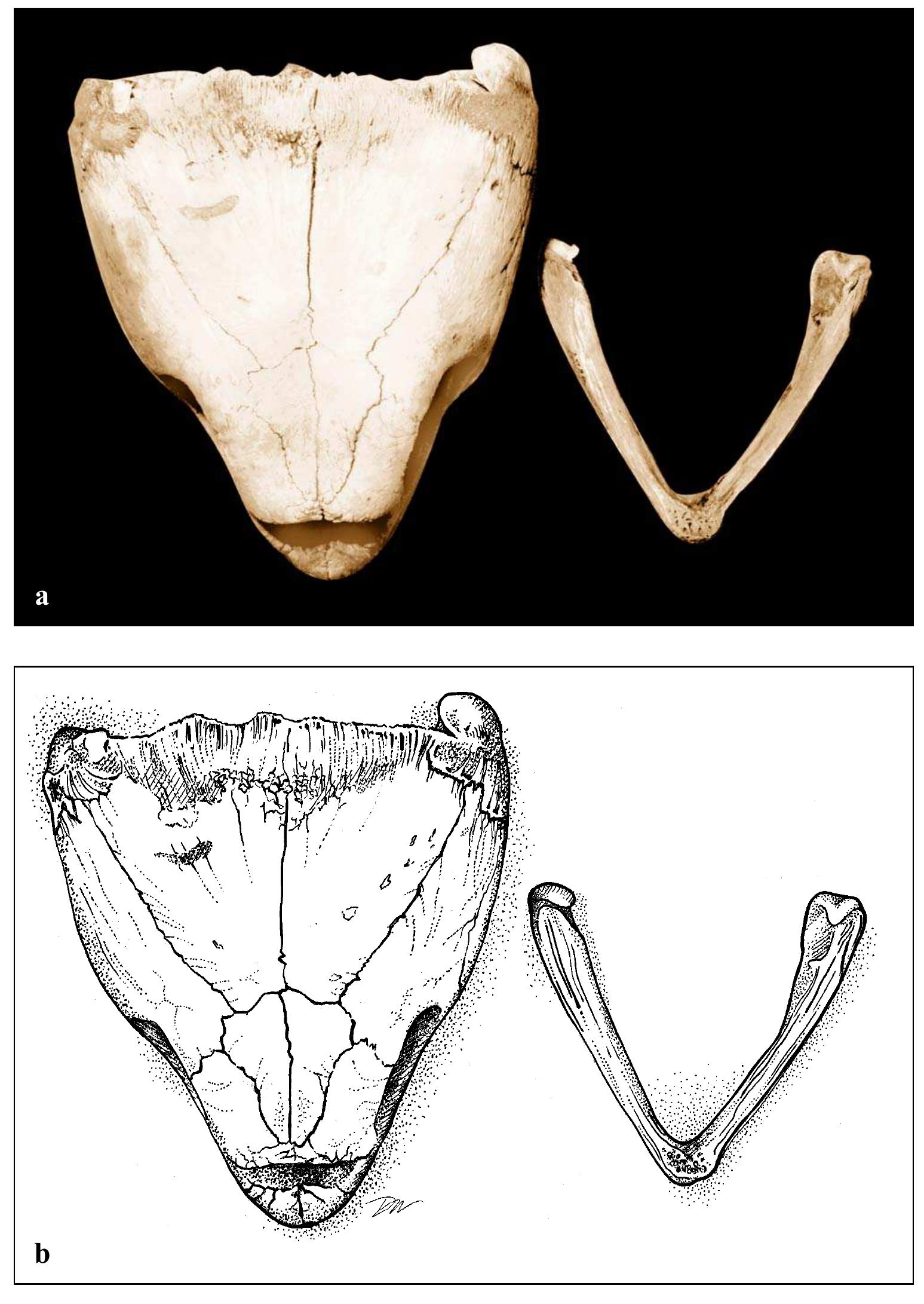 (PDF) Anatomy of Sea Turtles