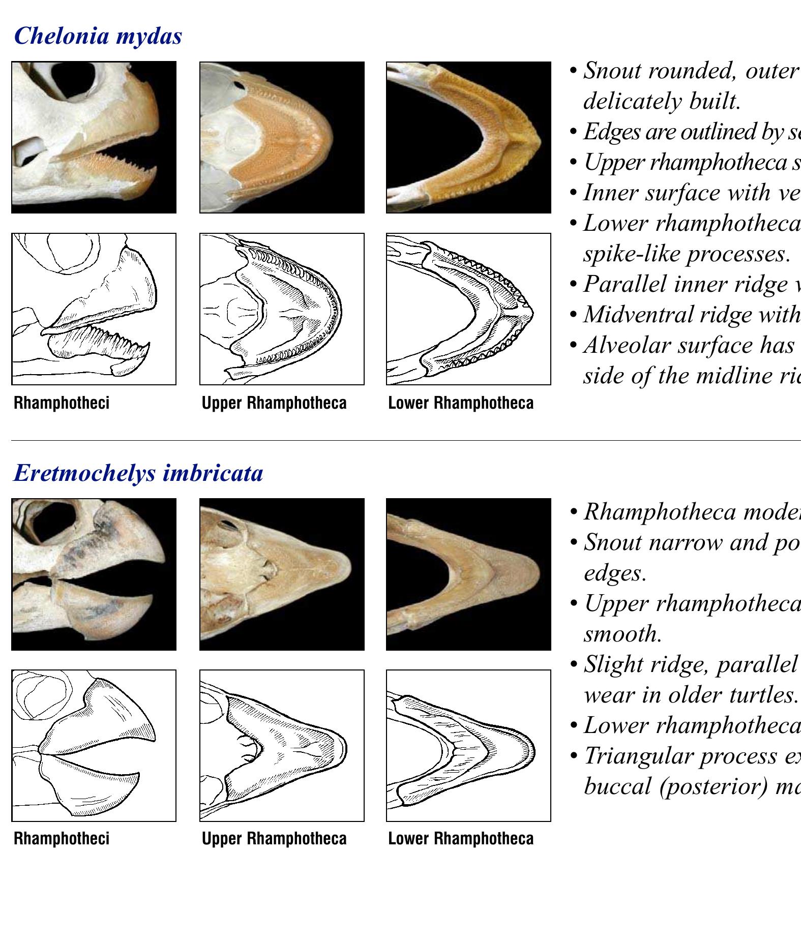 (PDF) Anatomy of Sea Turtles