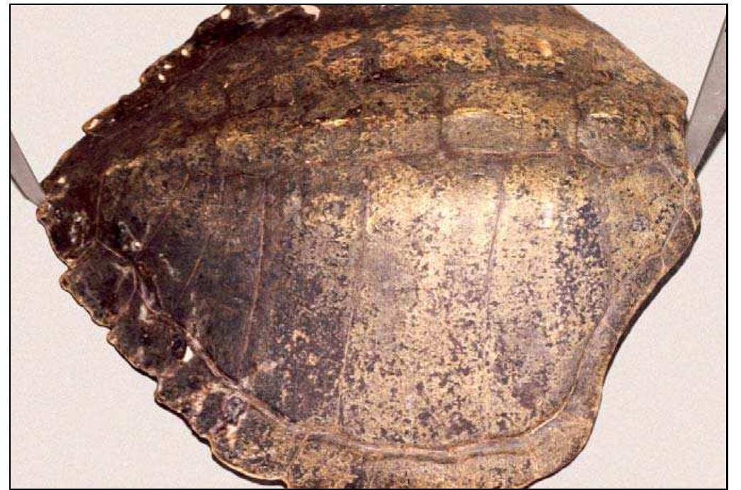 Figure 53 - Anatomy of Sea Turtles