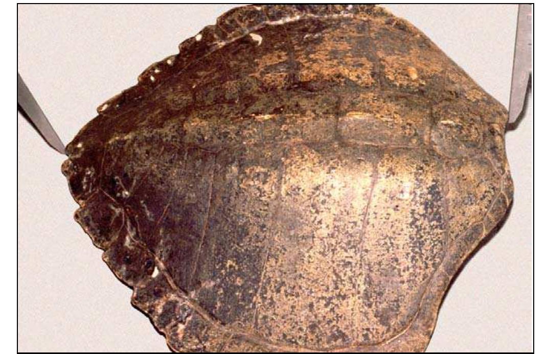 (PDF) Anatomy of Sea Turtles