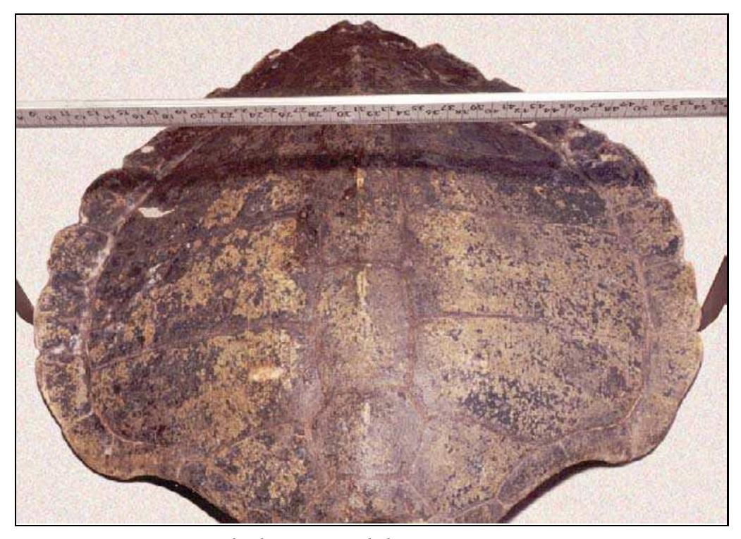 (PDF) Anatomy of Sea Turtles