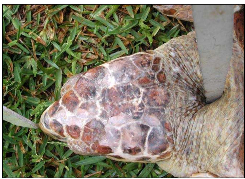 (PDF) Anatomy of Sea Turtles