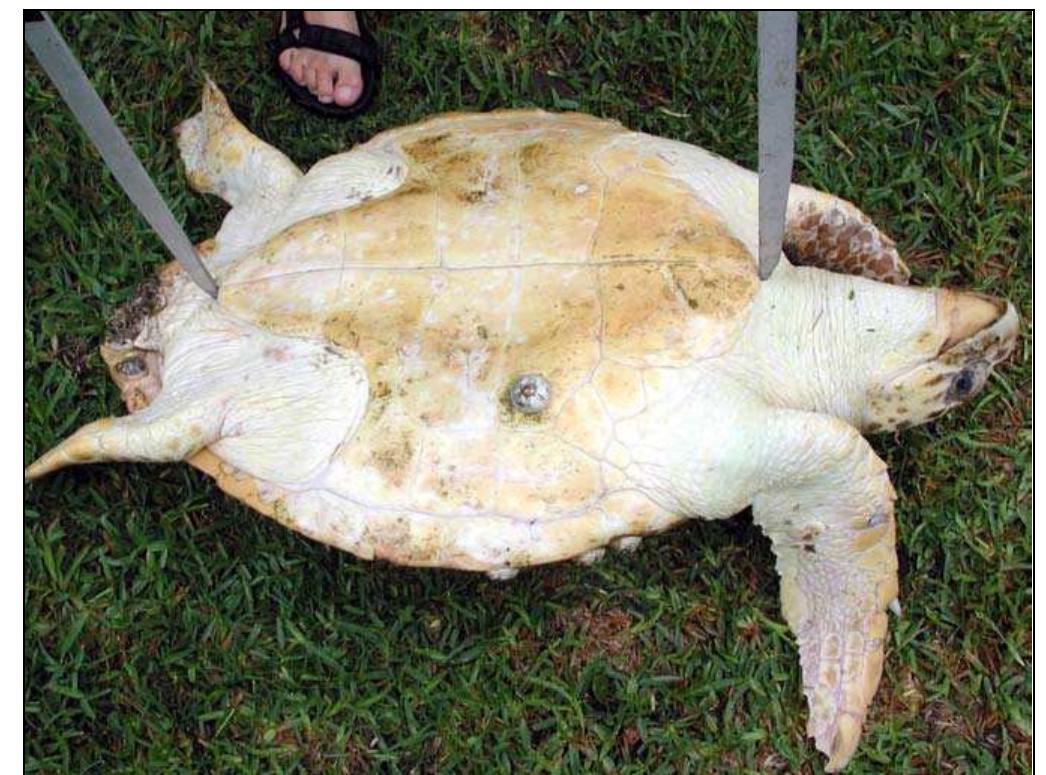 (PDF) Anatomy of Sea Turtles