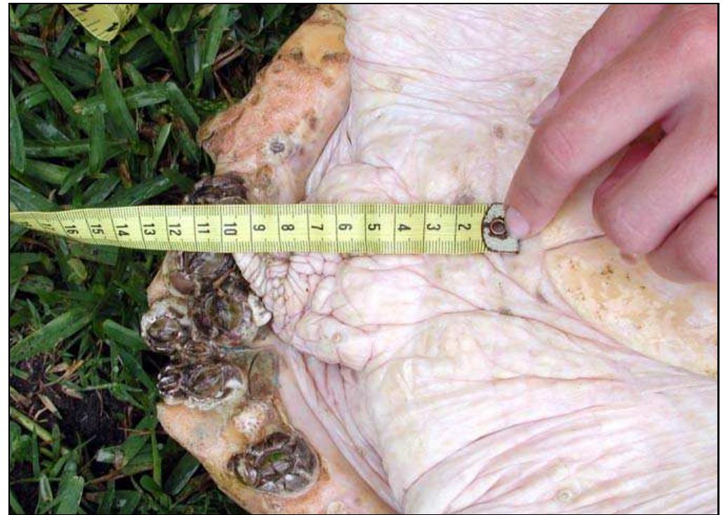 (PDF) Anatomy of Sea Turtles