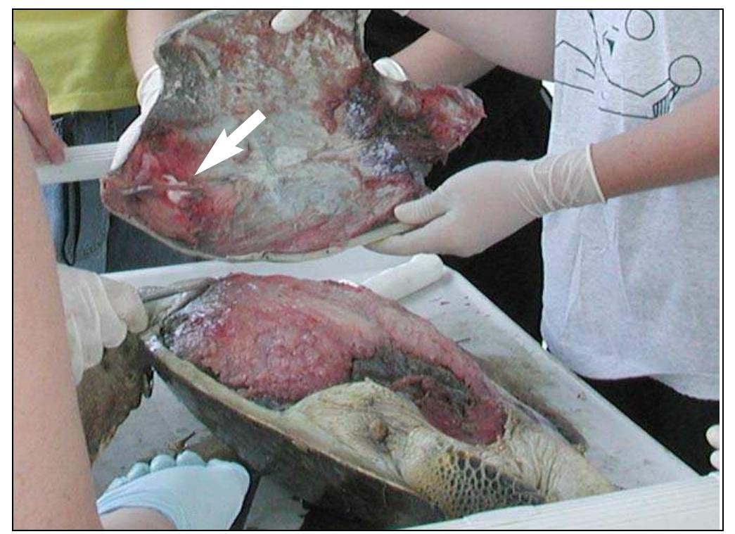 (PDF) Anatomy of Sea Turtles