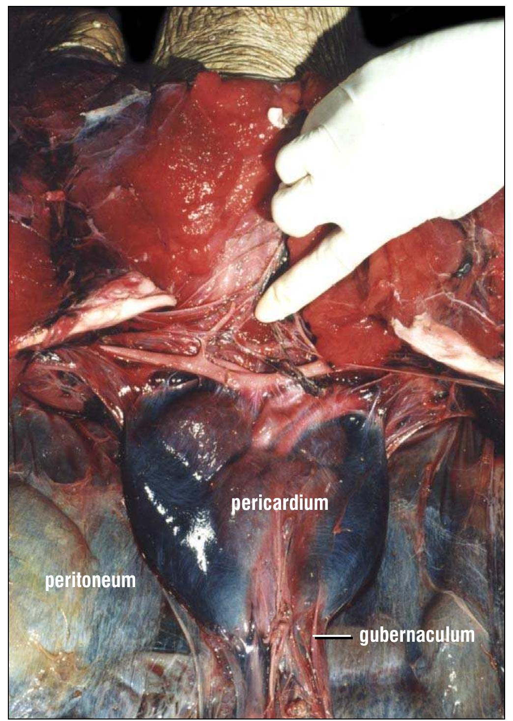 (PDF) Anatomy of Sea Turtles