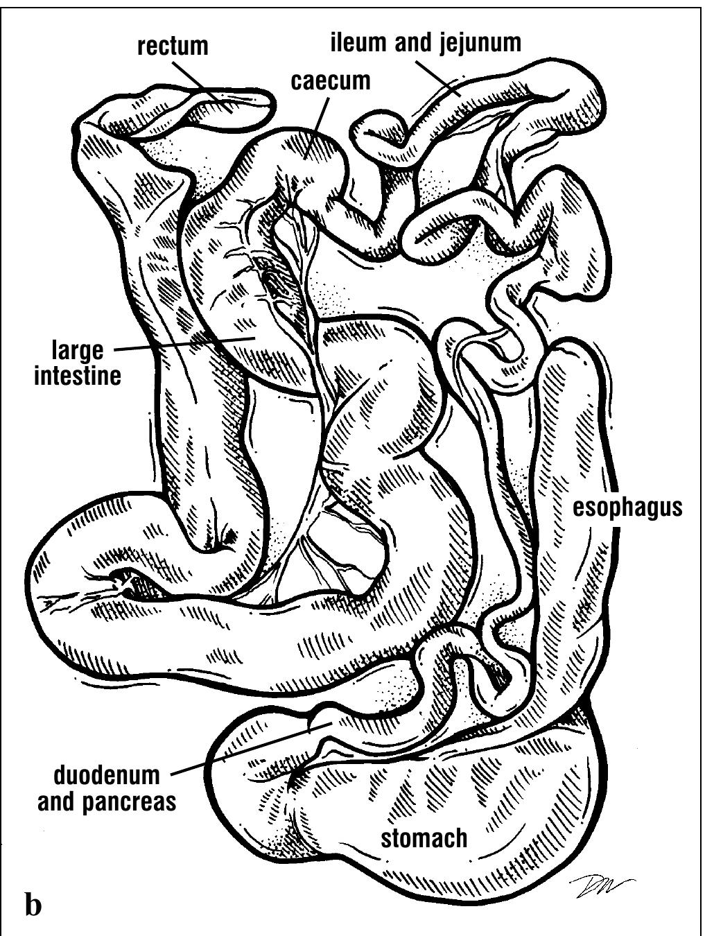 Includes the esophagus, stomach, small intestine, and large