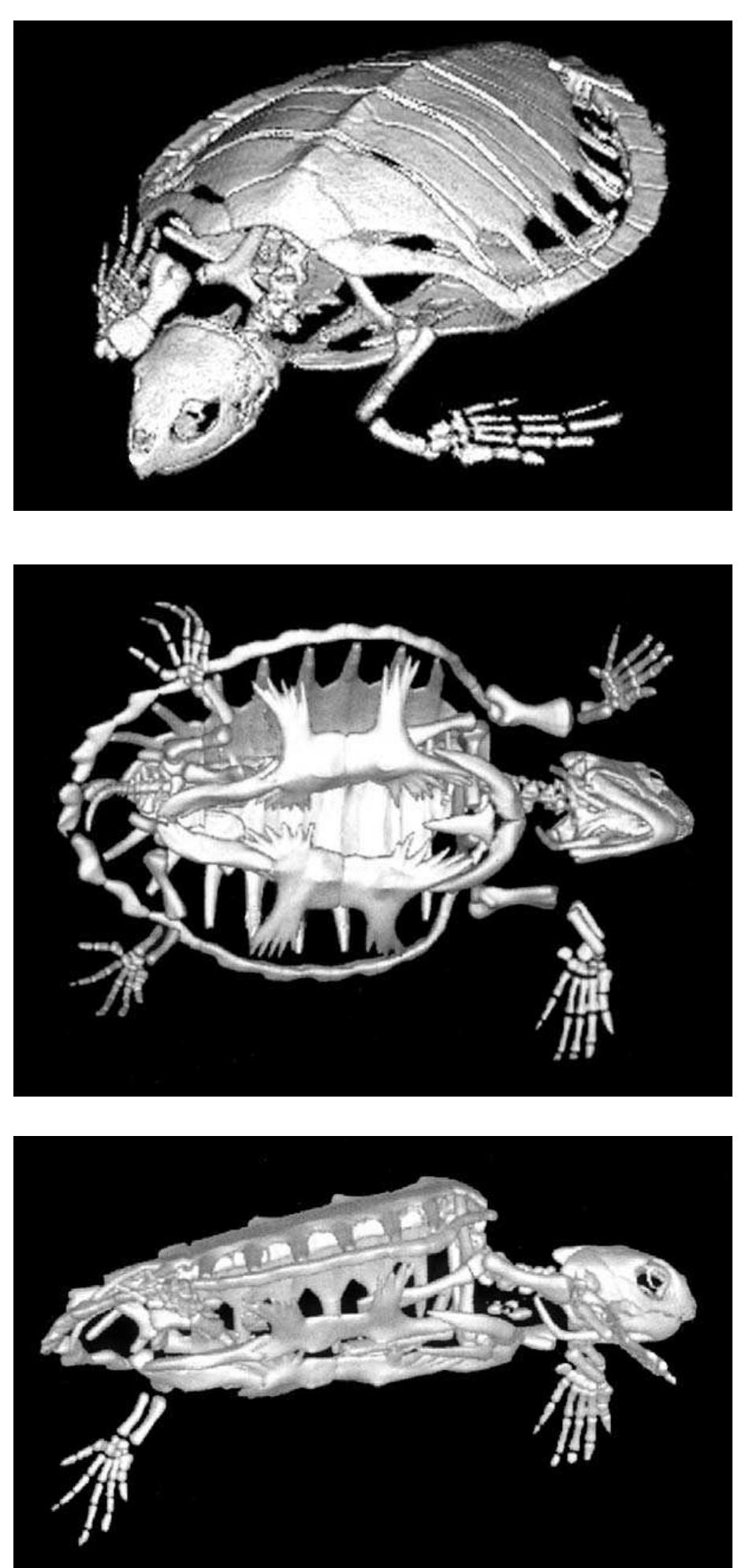 (PDF) Anatomy of Sea Turtles