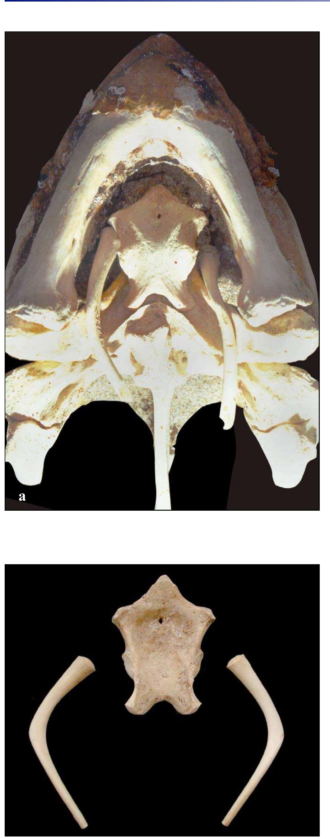 Figure 86 - Anatomy of Sea Turtles