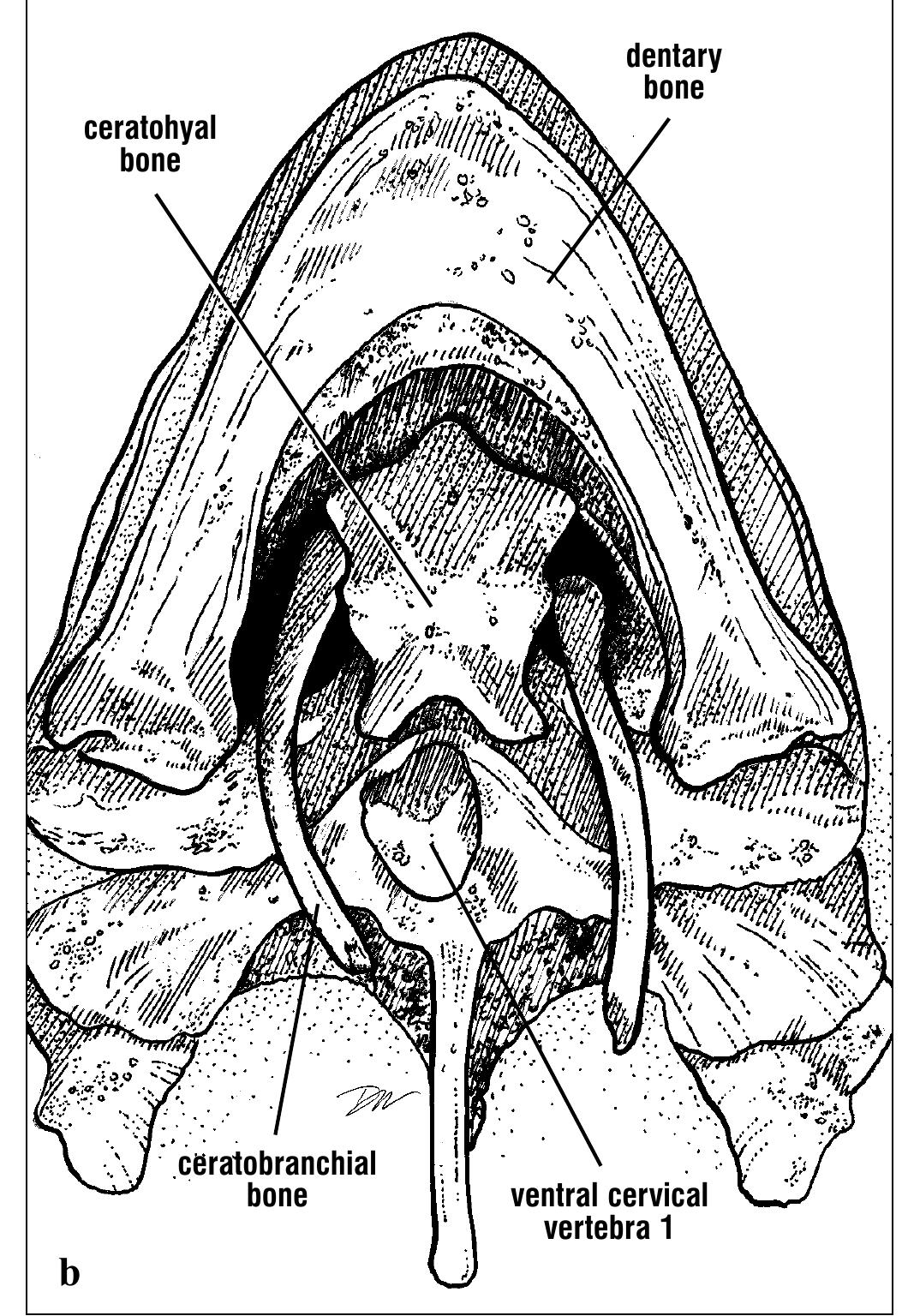 (PDF) Anatomy of Sea Turtles