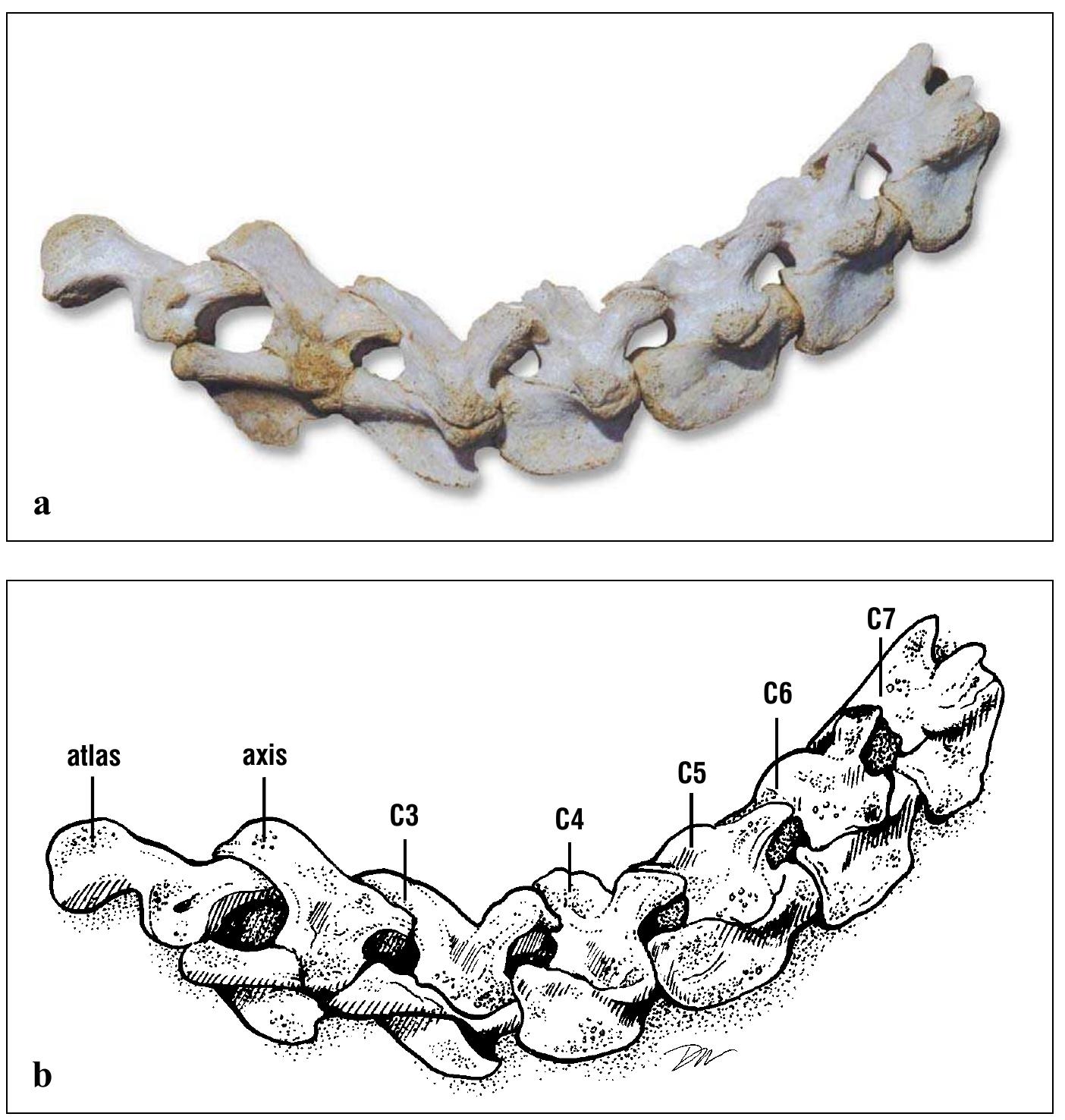 (PDF) Anatomy of Sea Turtles