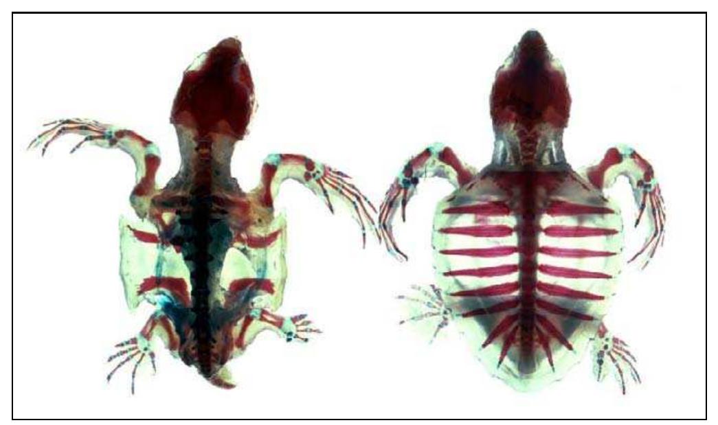 (PDF) Anatomy of Sea Turtles