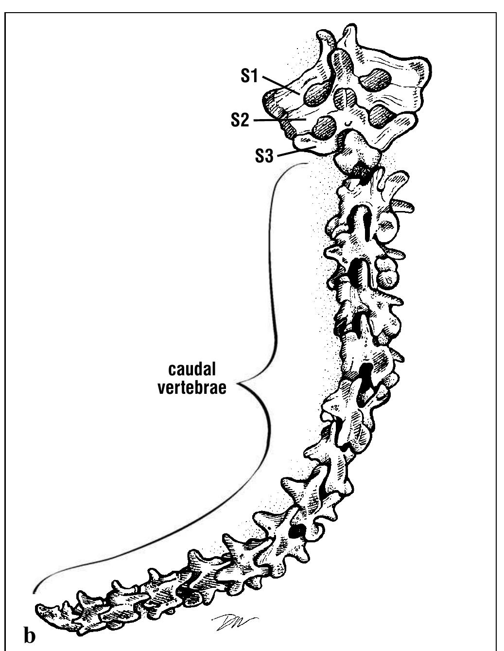 (PDF) Anatomy of Sea Turtles