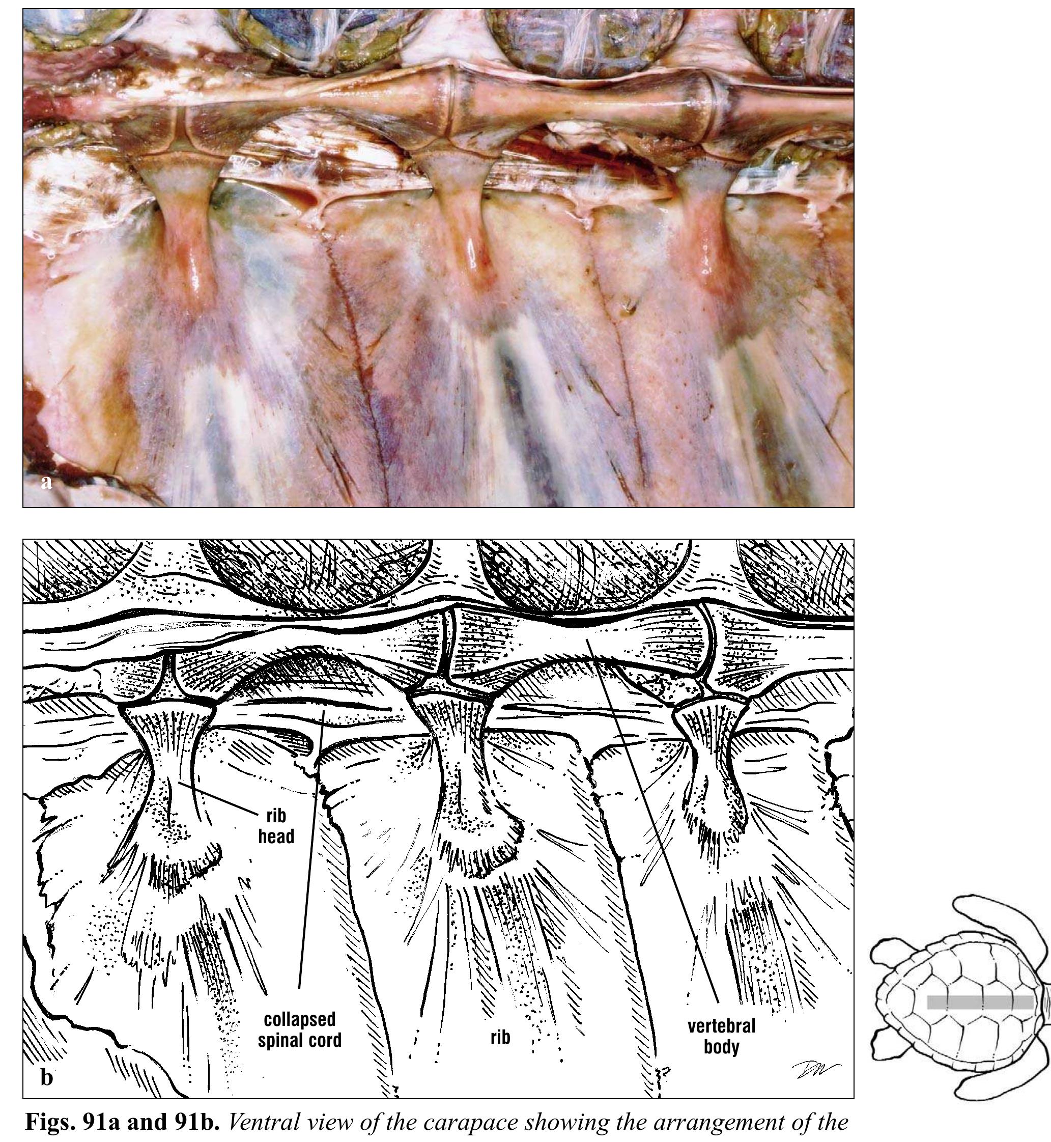 Figure 93 - Anatomy of Sea Turtles