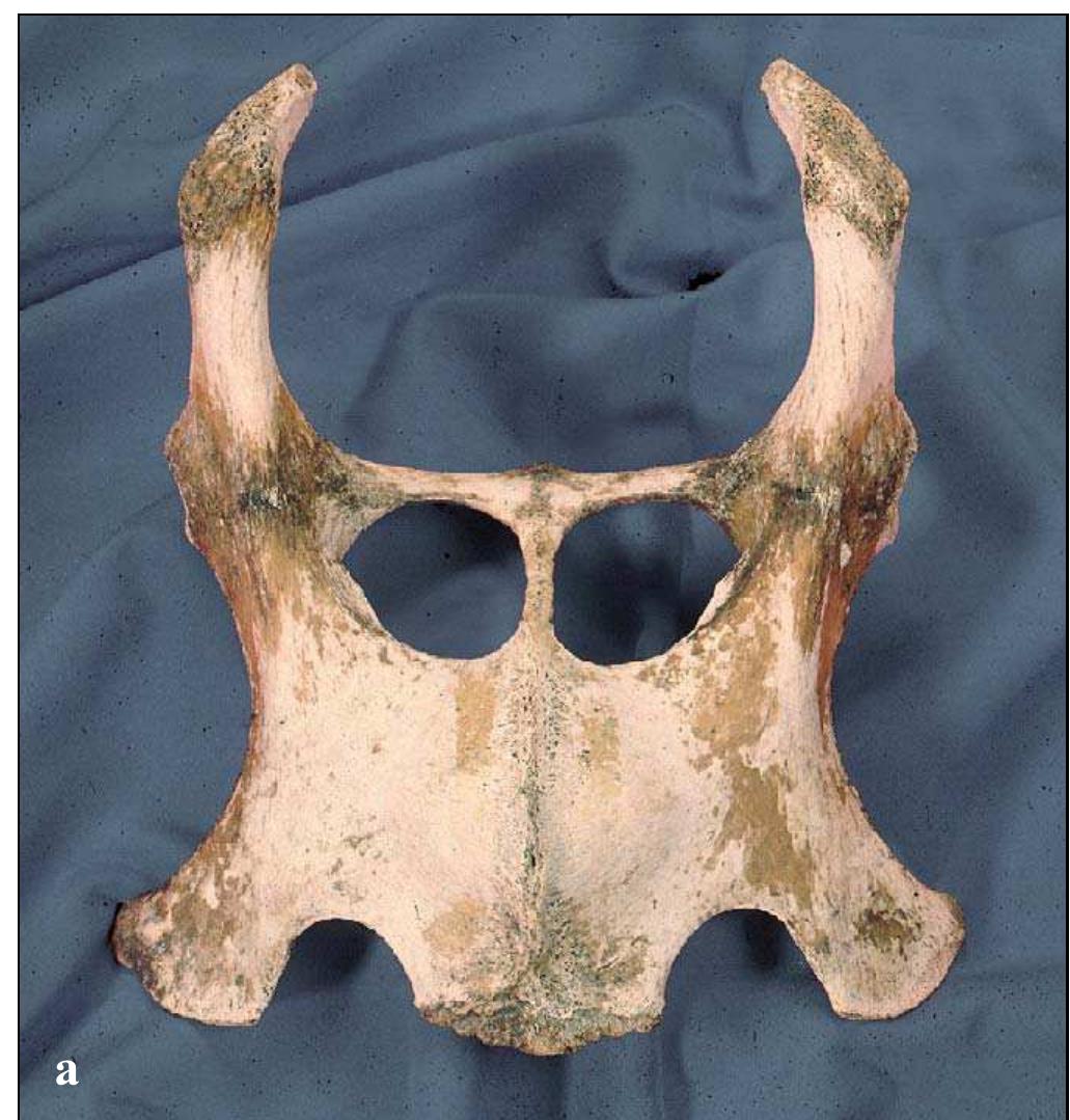 S. 106a and 106b. this loggerhead pelvis, dor- sal view,
