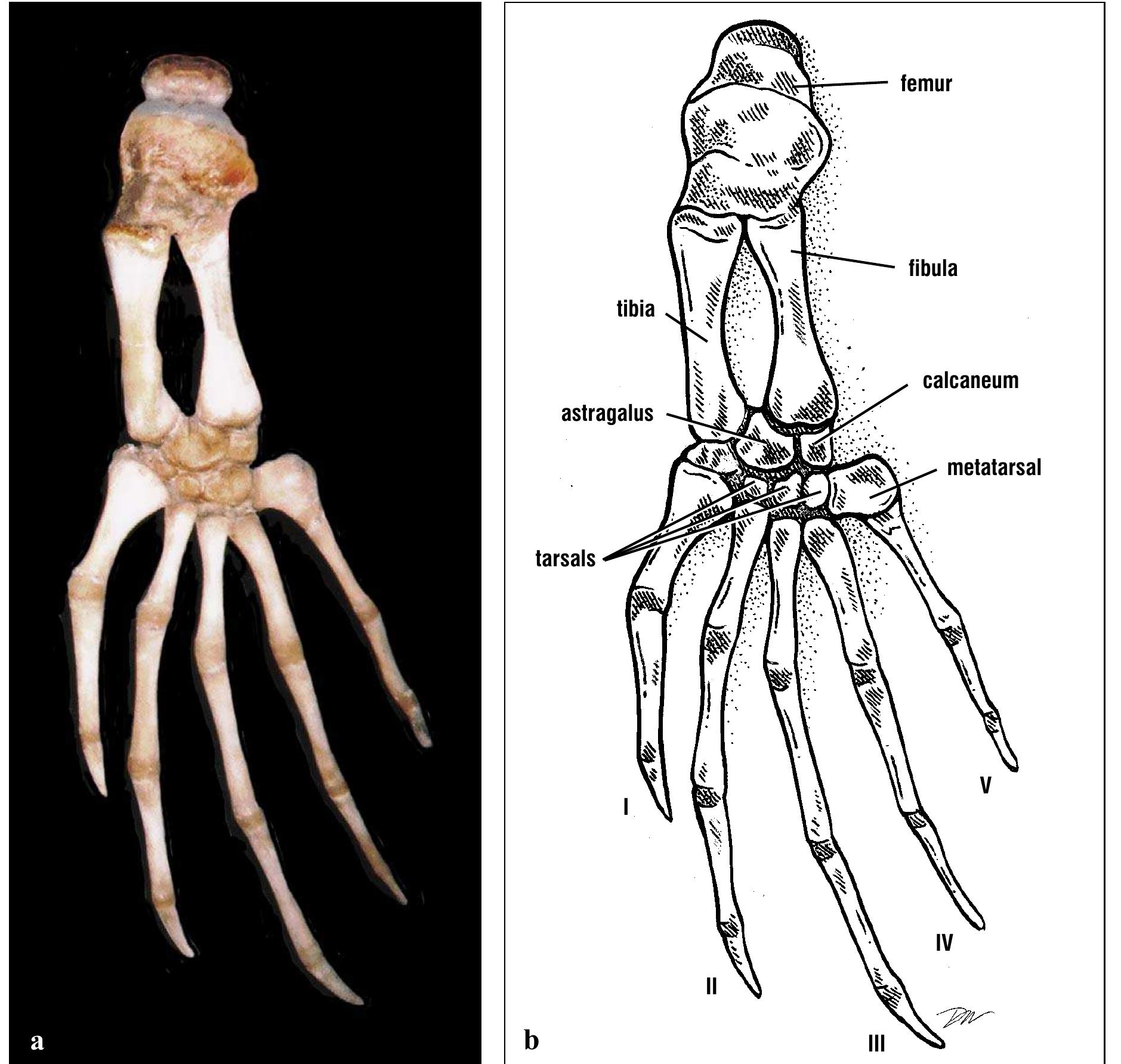 S. 109a and 109b. dorsal view of a leatherback hind limb.
