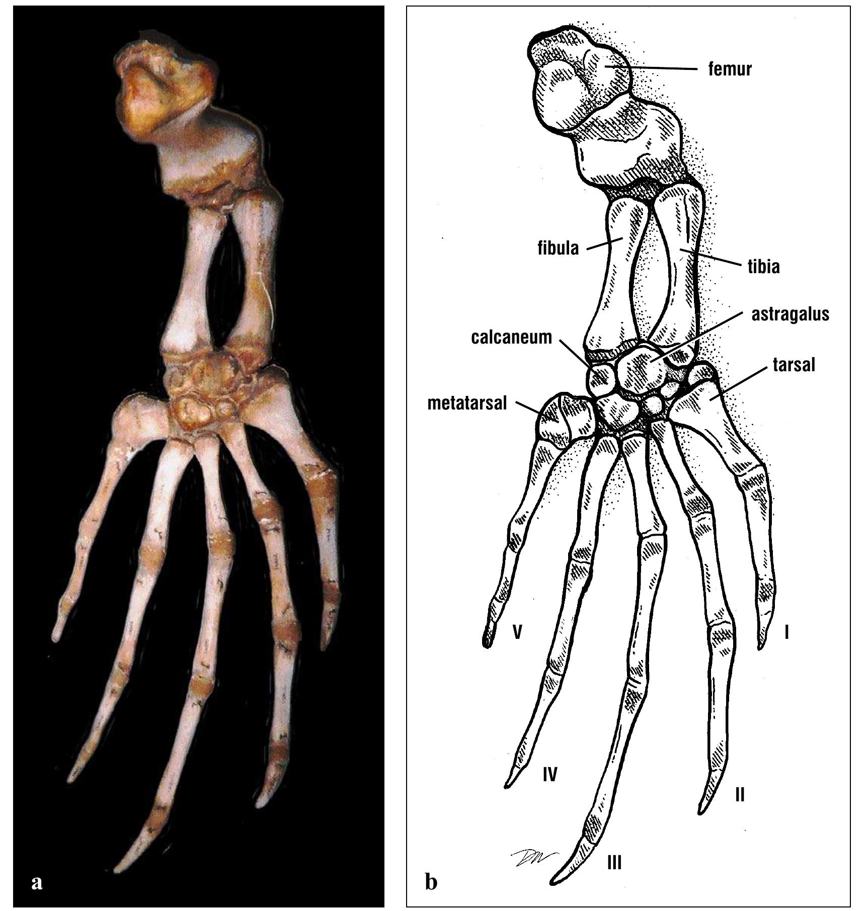 S. 110a and 110b. ventral view of the leatherback hind limb.
