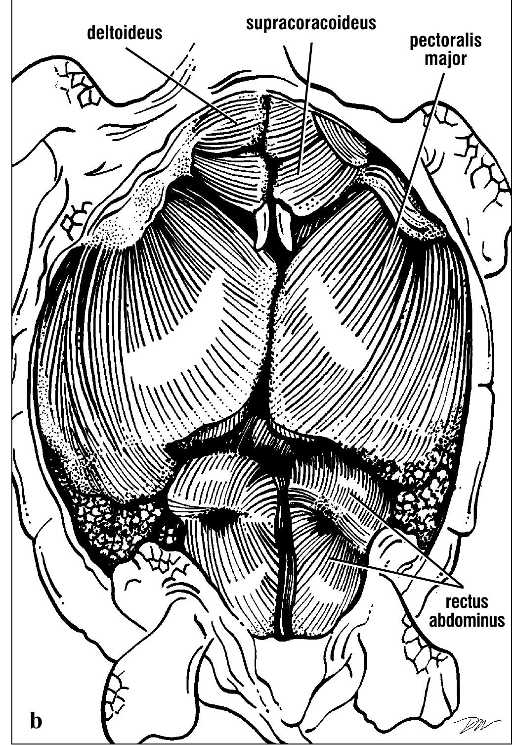 And abduct the humerus. the rectus abdominus is a pelvic