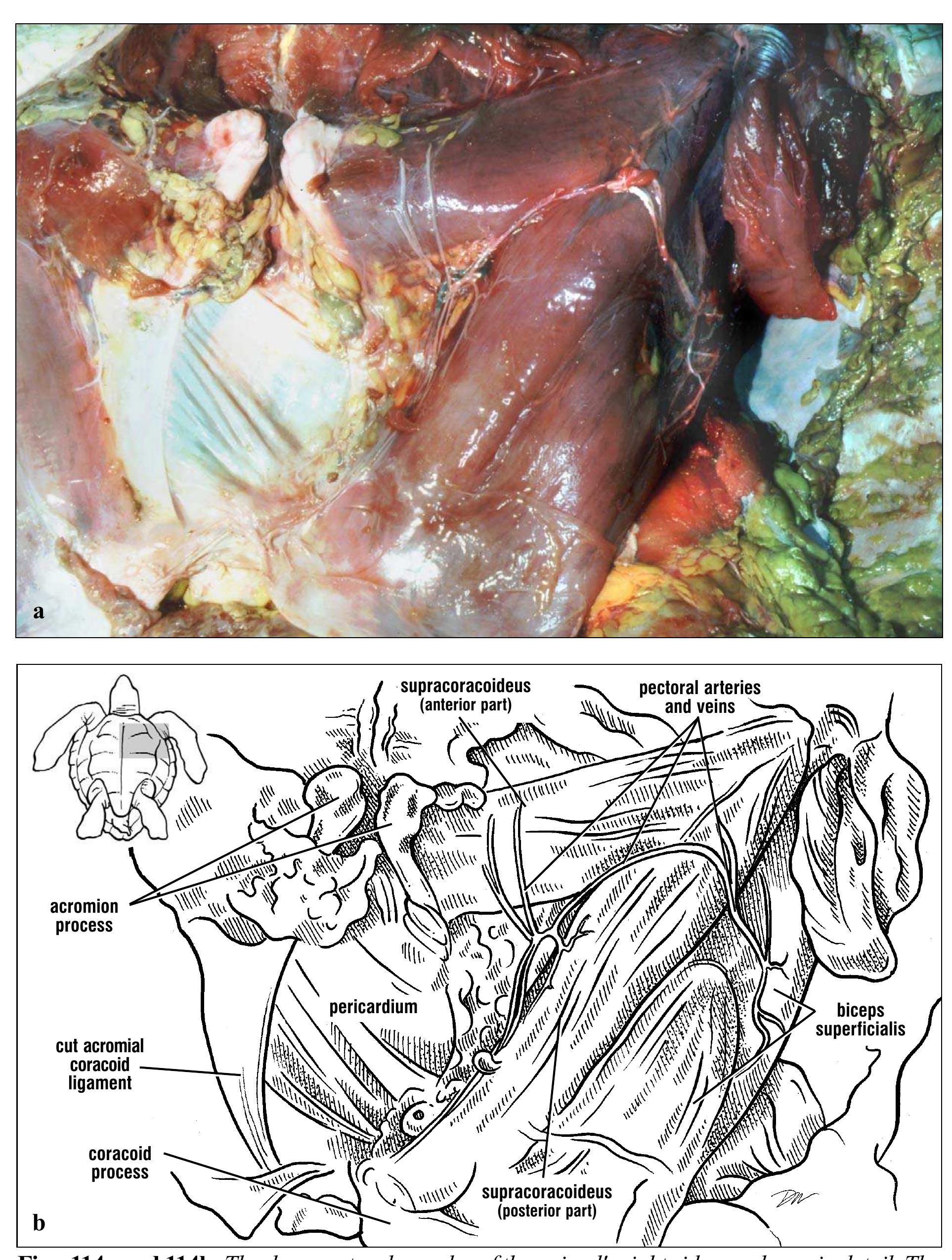 Figure 123 - Anatomy of Sea Turtles