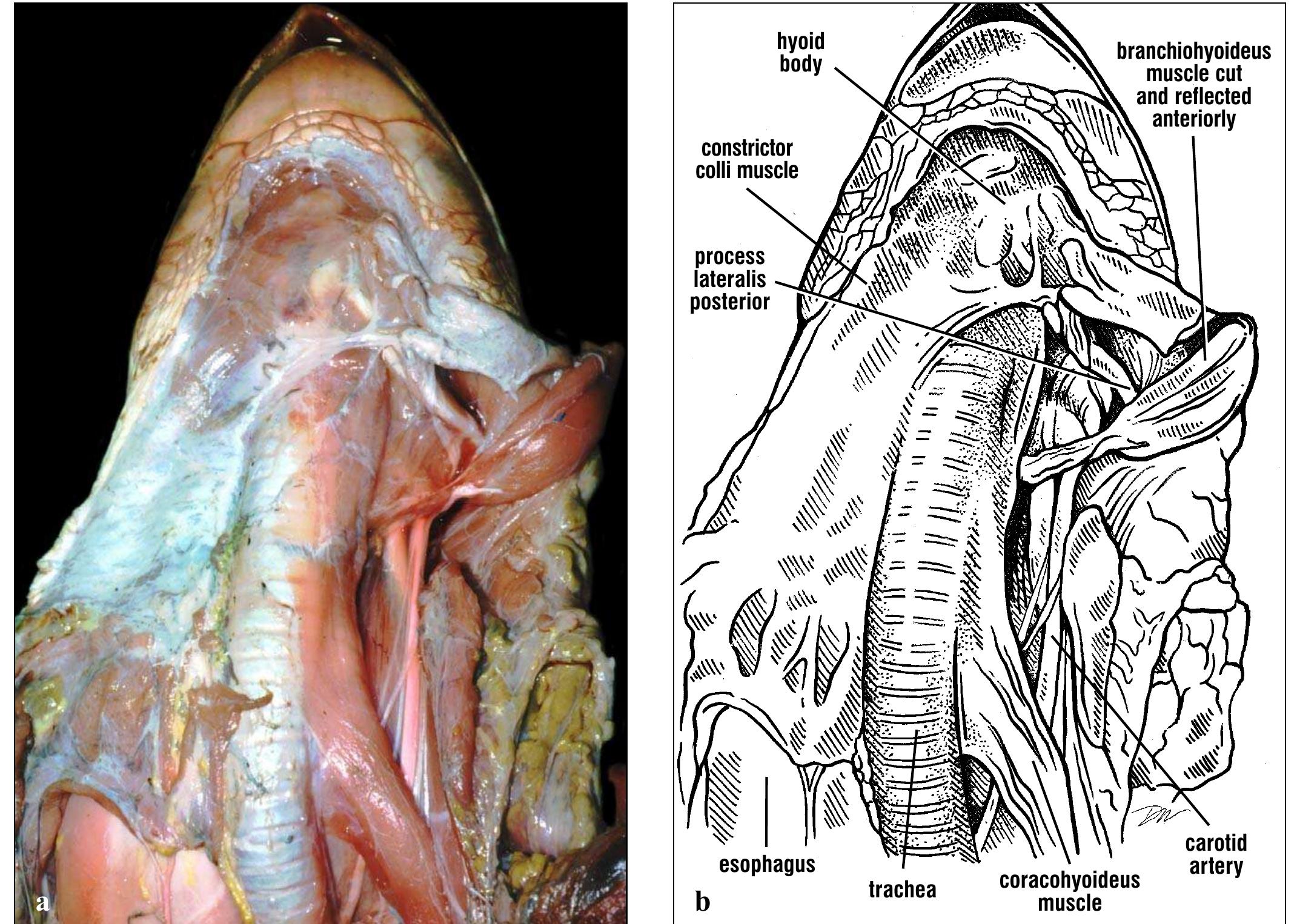 S. 122a and 122b. dissection of the ventral neck muscles,