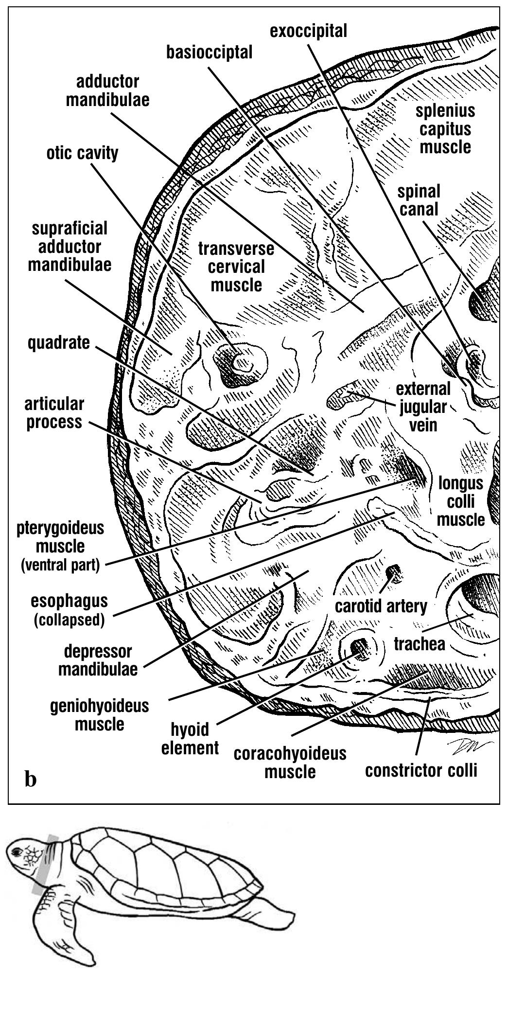 Figure 132 - Anatomy of Sea Turtles