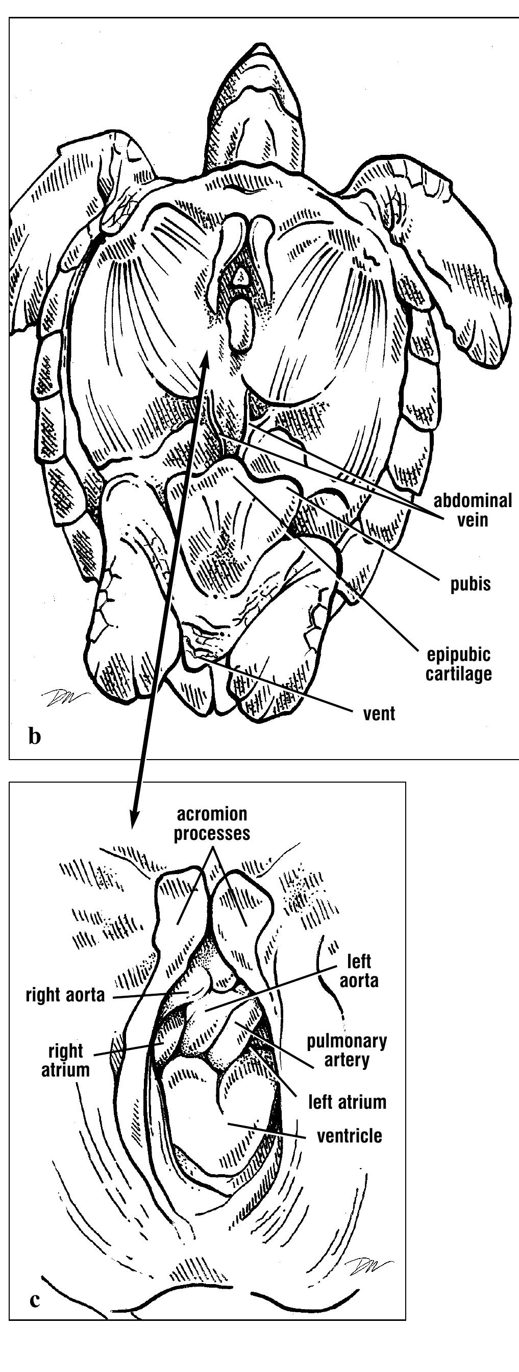 Figure 139 - Anatomy of Sea Turtles