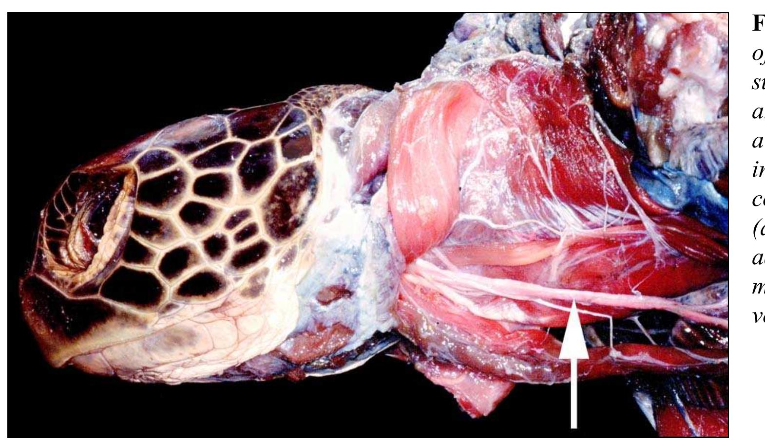 Figure 147 - Anatomy of Sea Turtles
