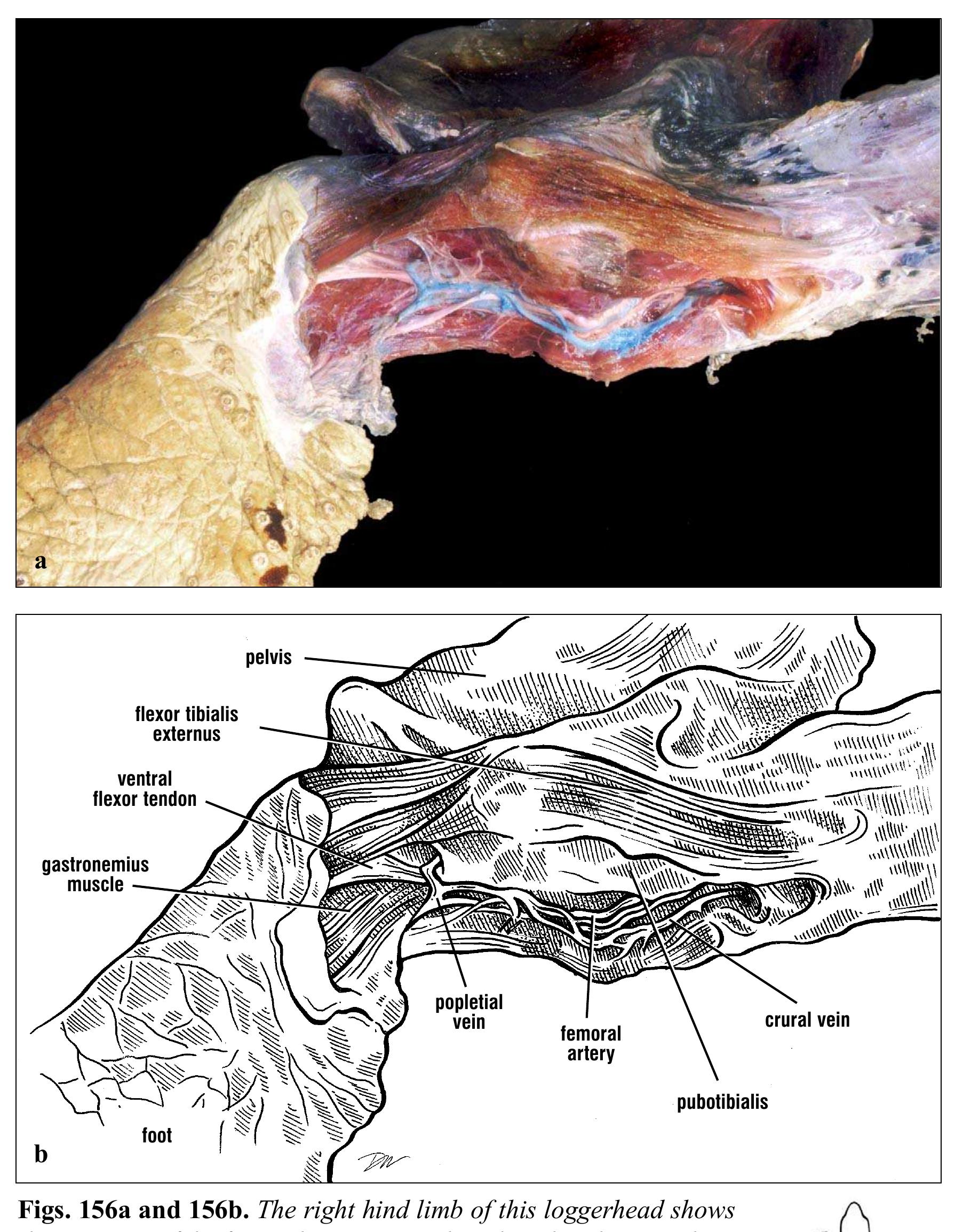 Figure 174 - Anatomy of Sea Turtles