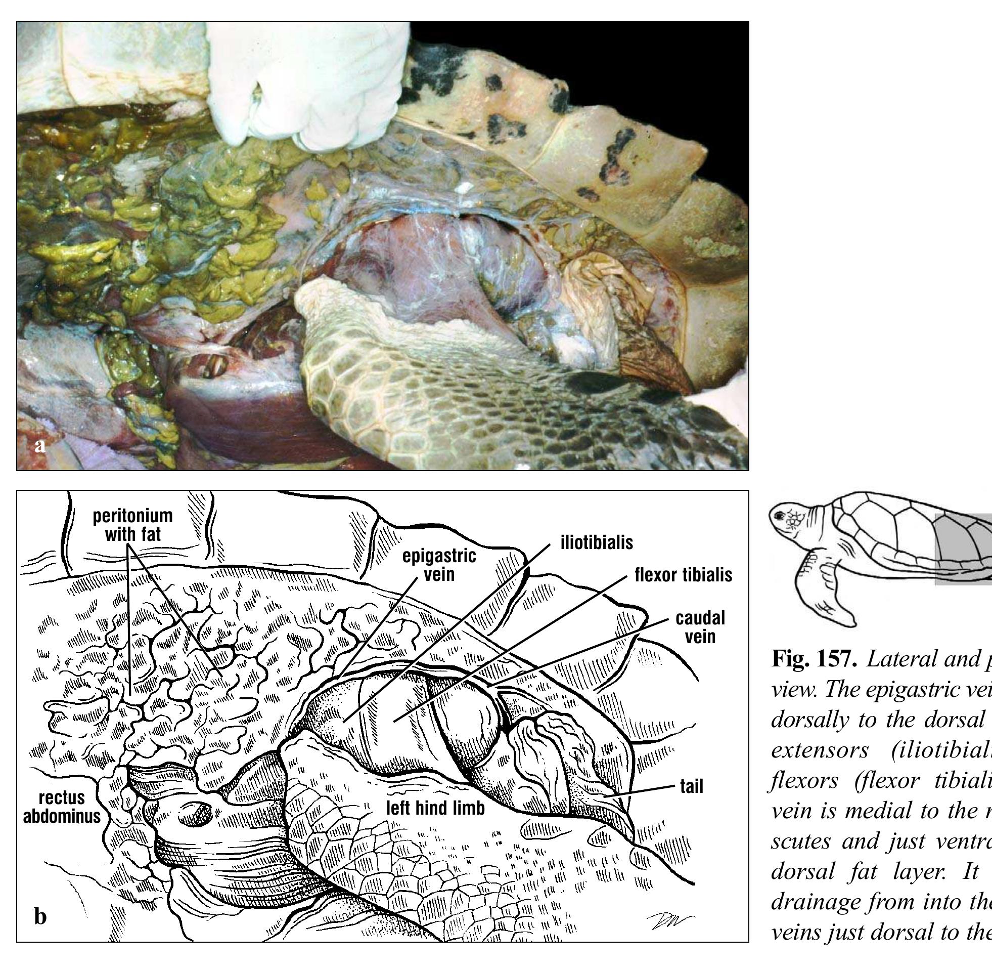The paired renal portal veins receive the ischiadic veins