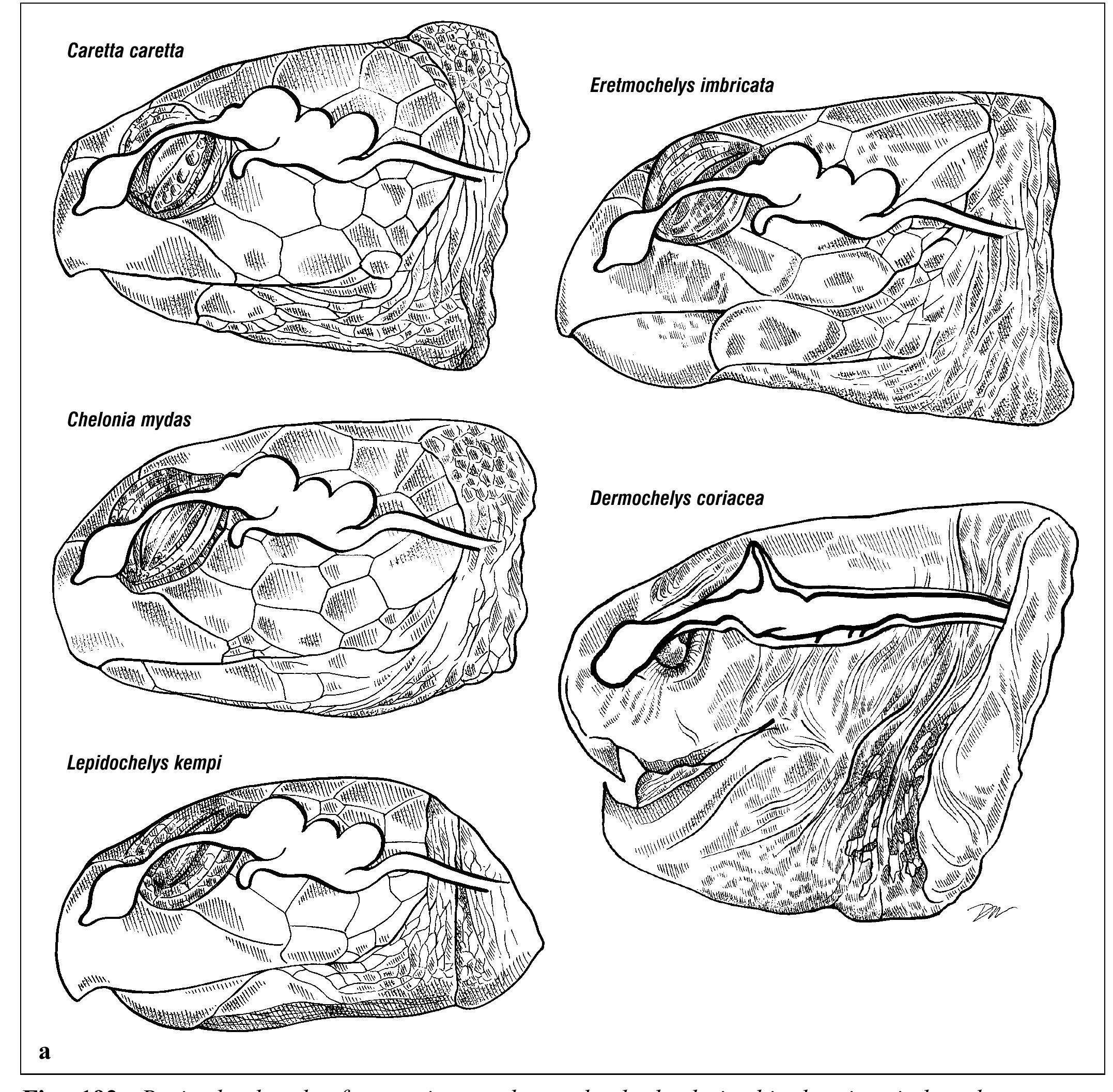 Figure 218 - Anatomy of Sea Turtles
