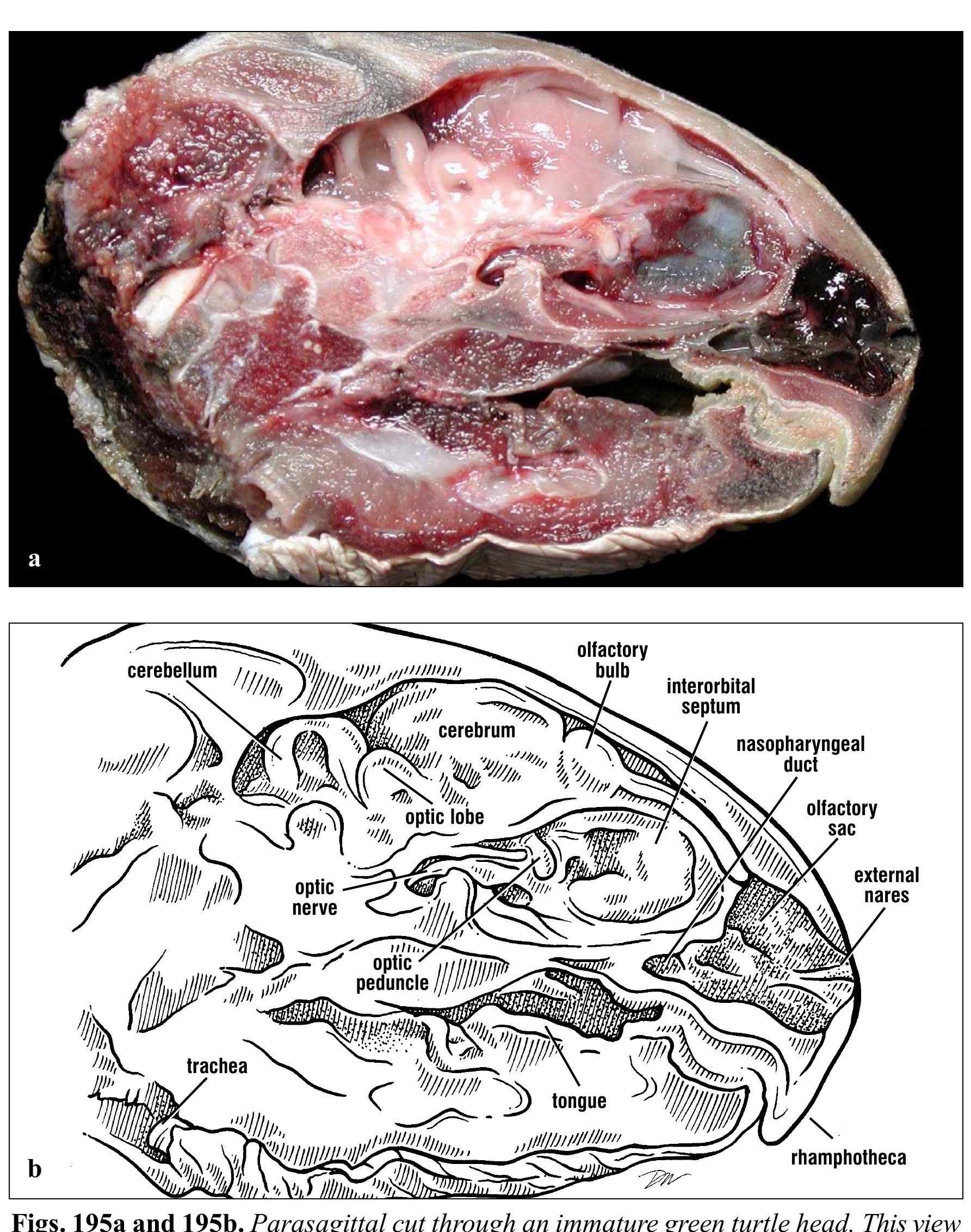 Figure 221 - Anatomy of Sea Turtles