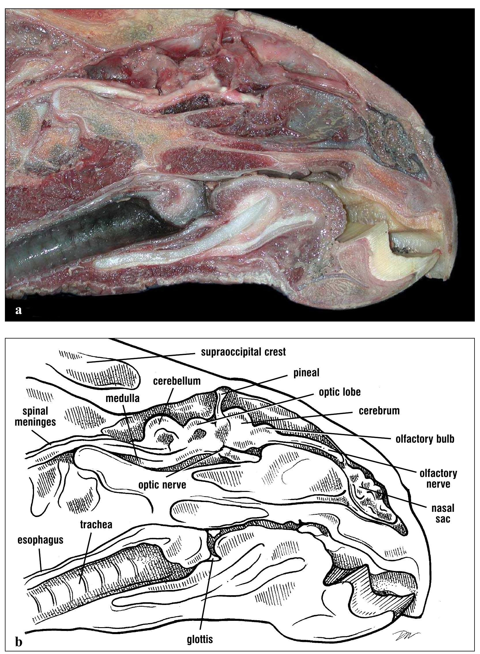 S. 199a and 199b. parasagittal section through a hawksbill