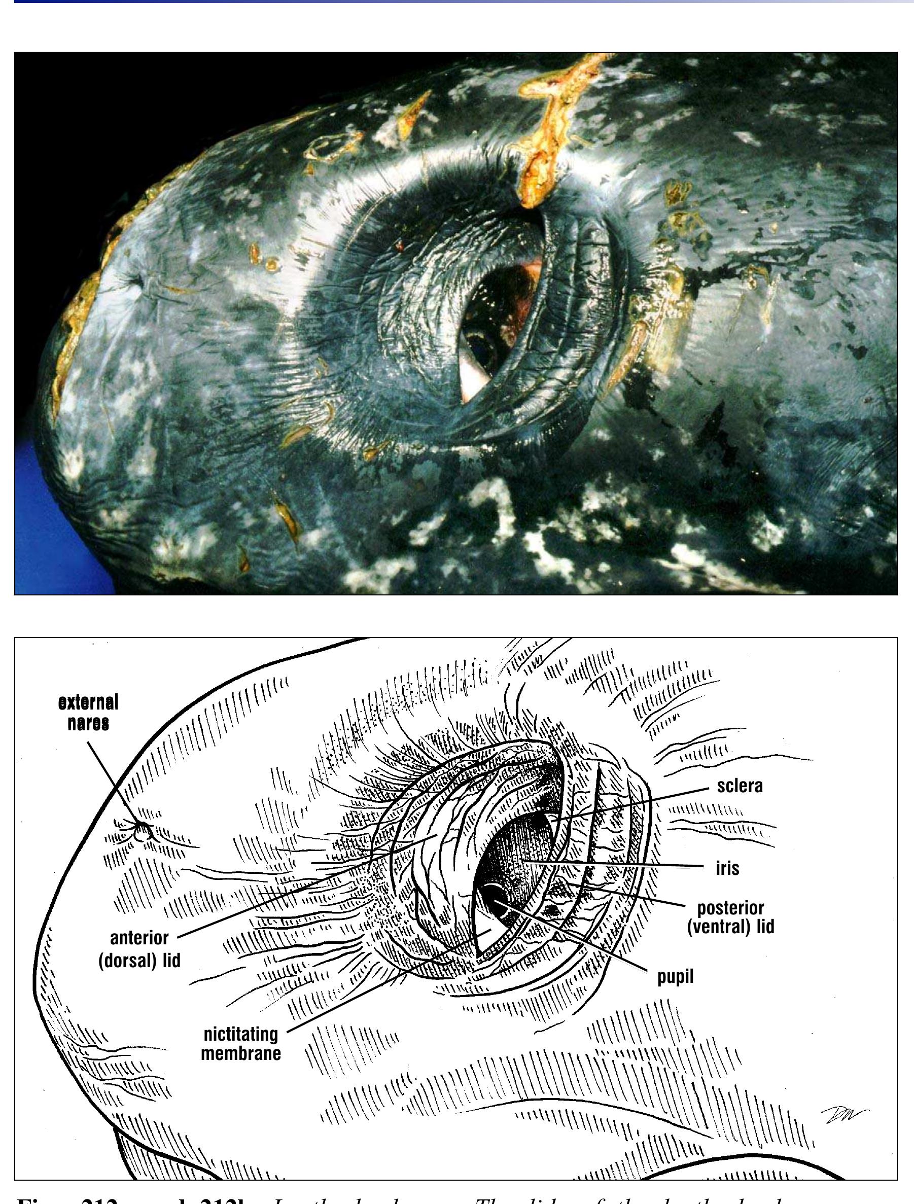 Figure 239 - Anatomy of Sea Turtles