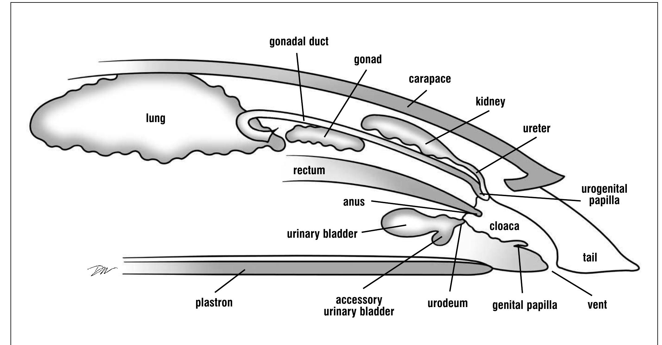 Accessory ducts, urinary bladder, rectum and cloaca are