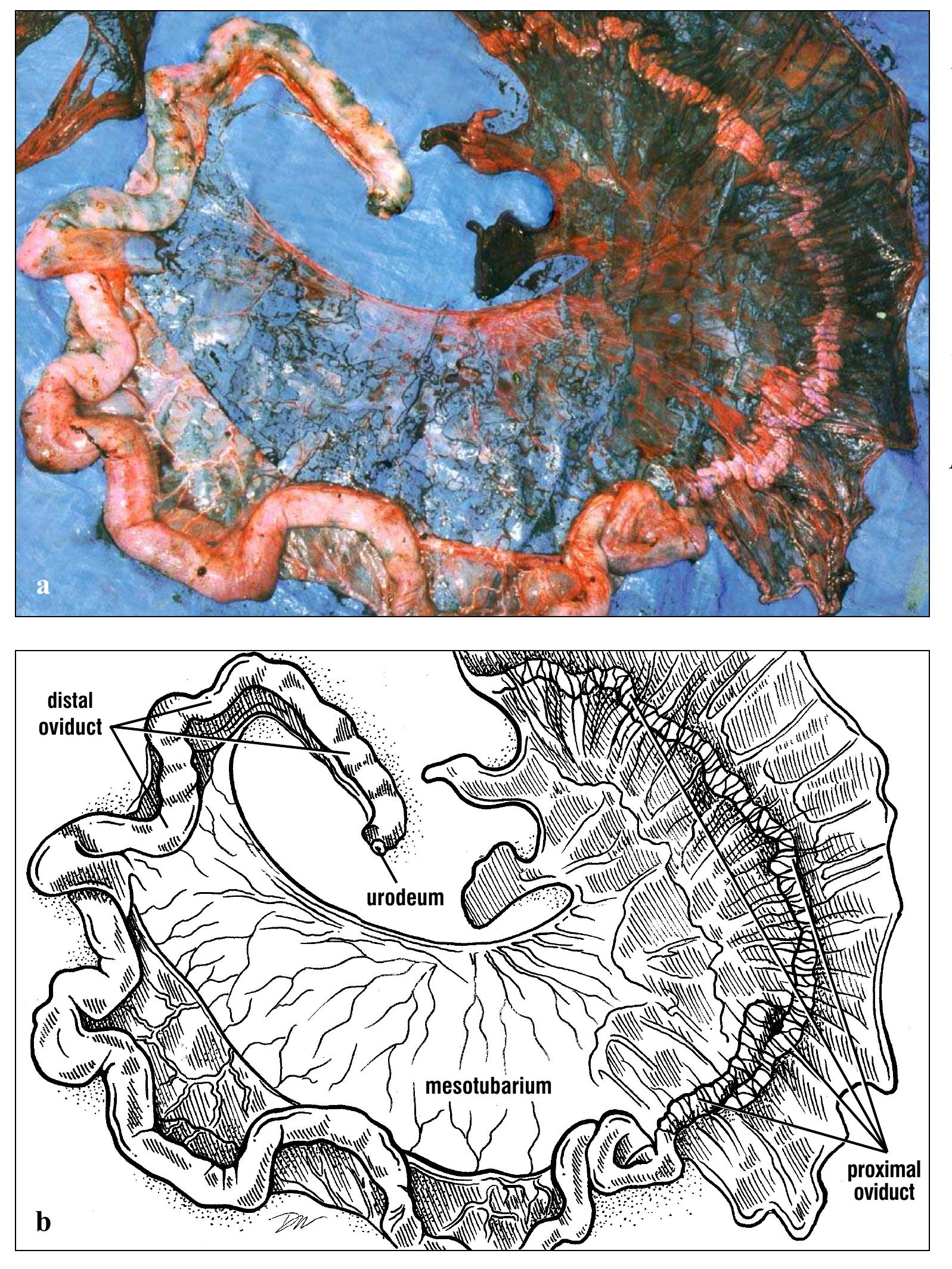 (PDF) Anatomy of Sea Turtles