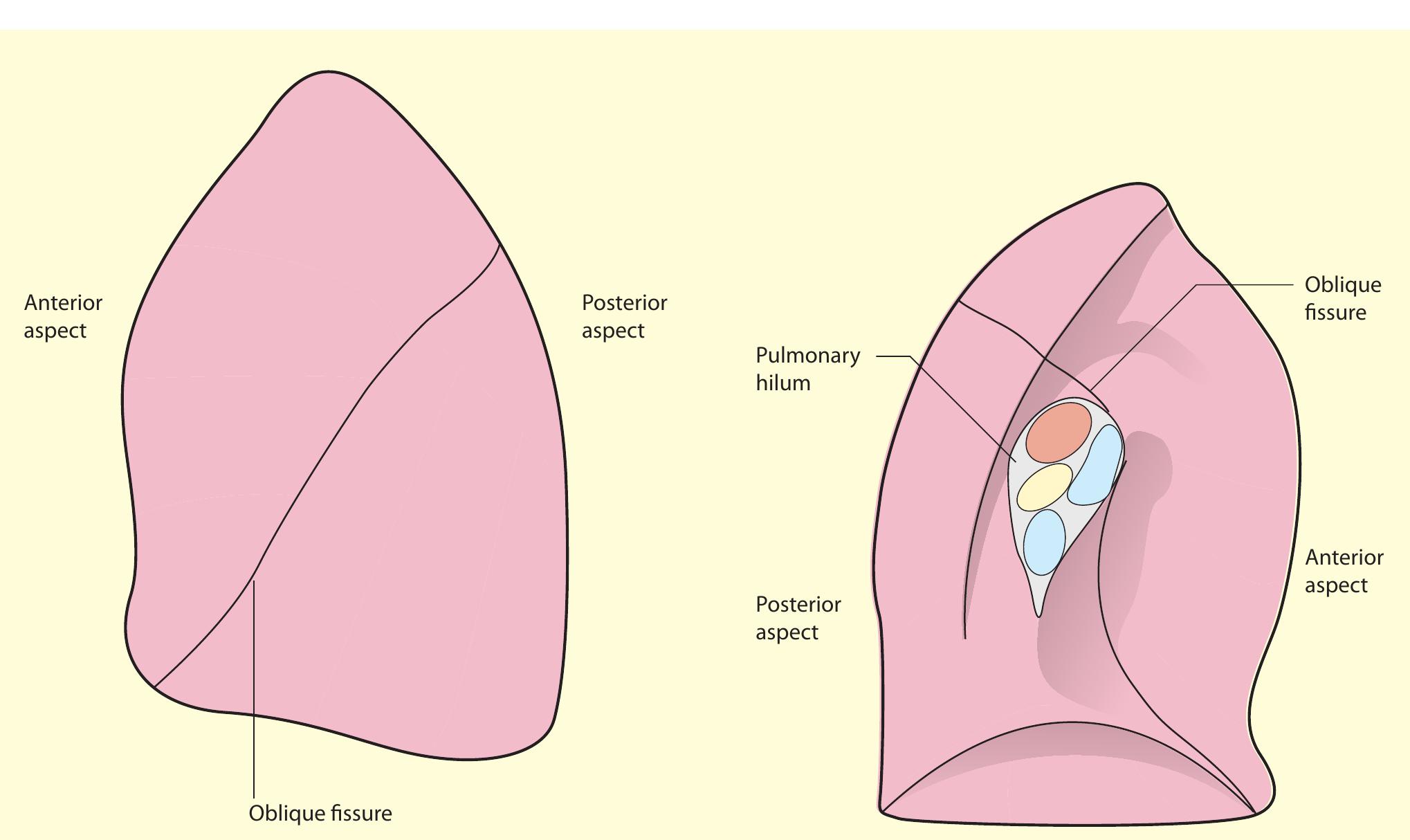 7b oblique fissure of the left lung: medial or hilar view.