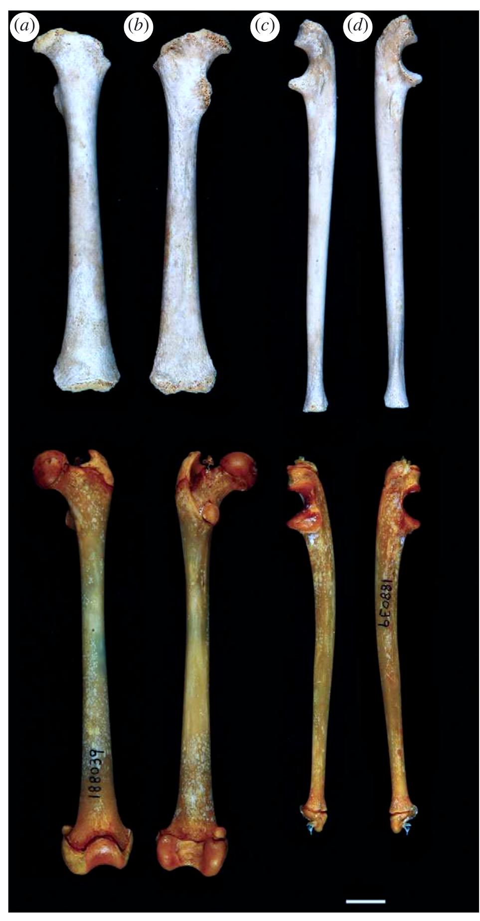 Comparison of the femur (a, anterior view; b, posterior