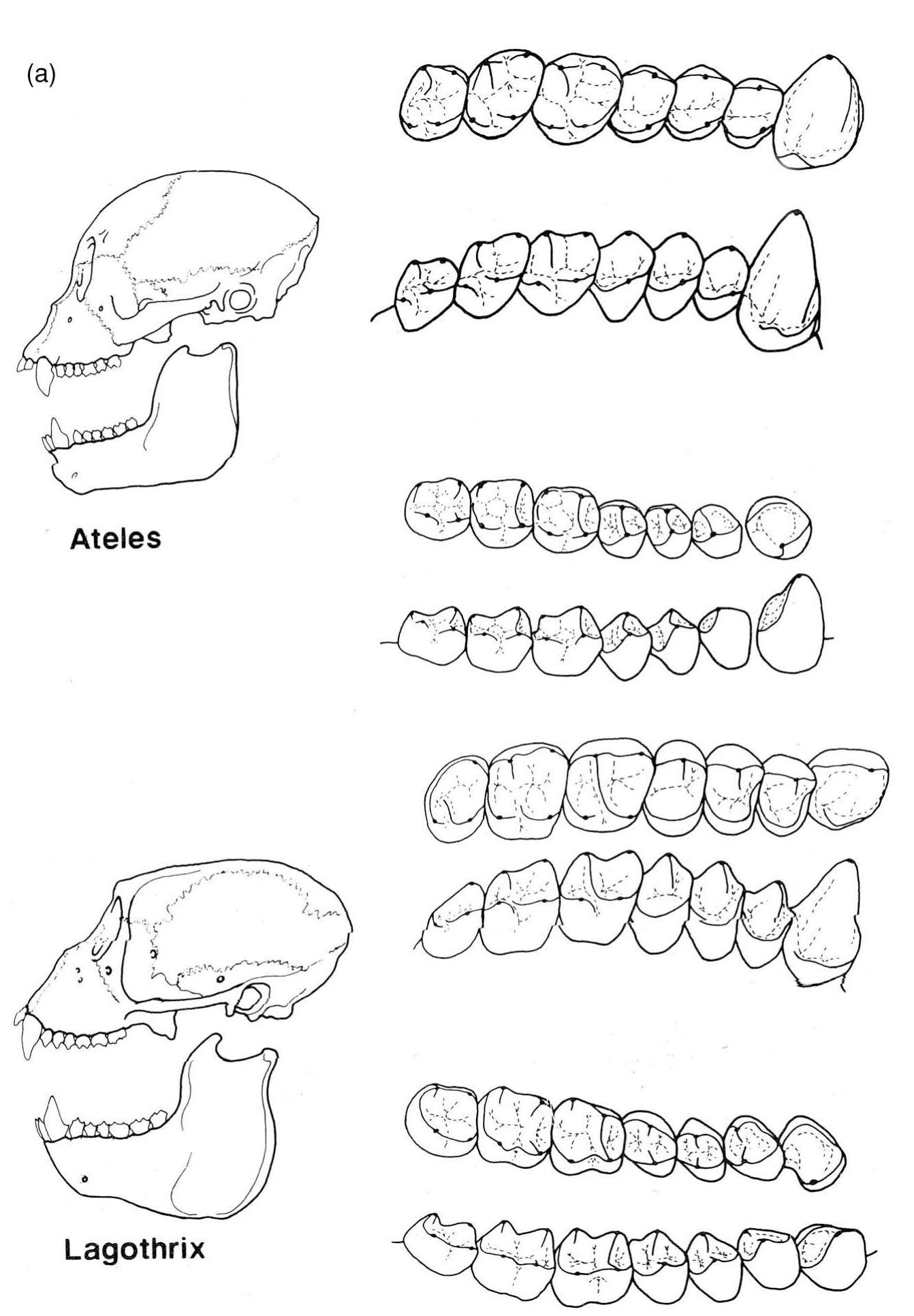 (PDF) Morphology and evolution of the Spider Monkey, Genus. Ateles