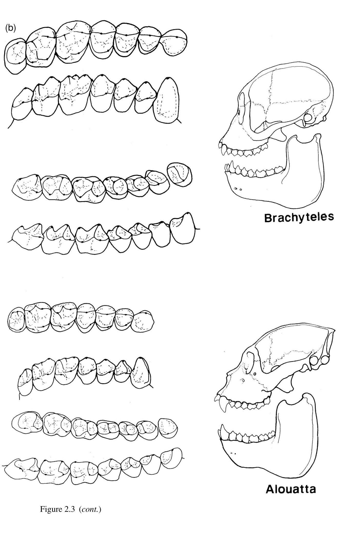 Figure 4 - Morphology and evolution of the Spider Monkey,