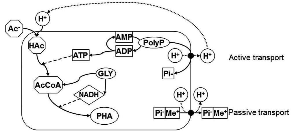 Pha storage: biochemical details (adapted from wentzel et