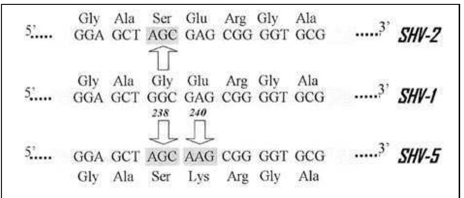 Dna sequencing results showing the shv2 and shv5 mutations