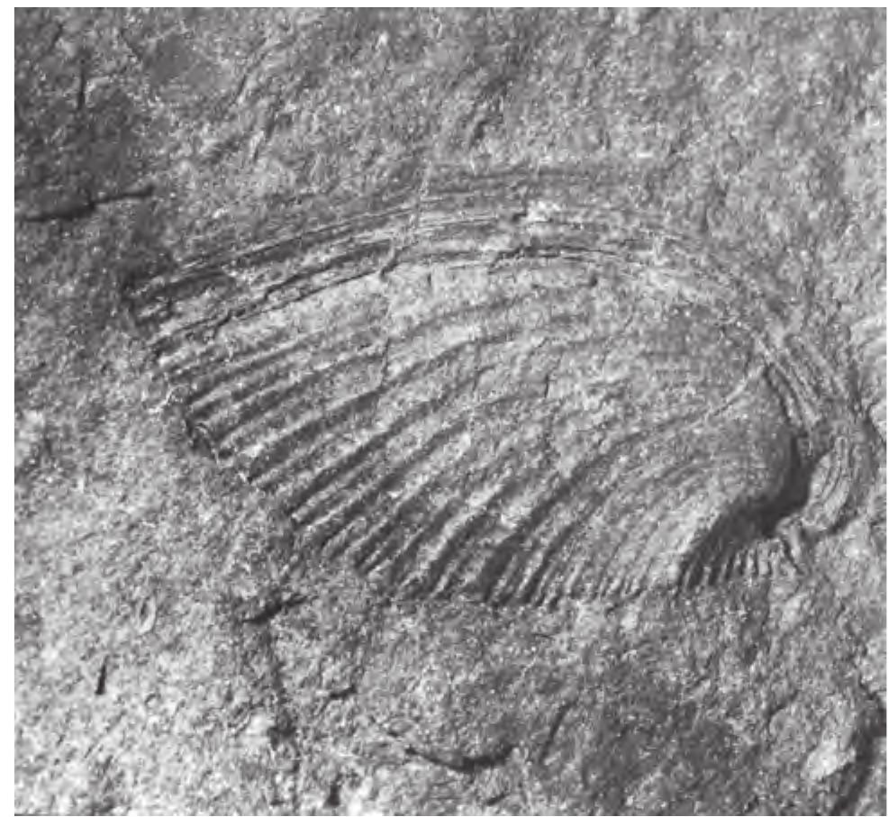 Text-fig. 7: chaenocardiola haliotoidea (roemer, 1850) from