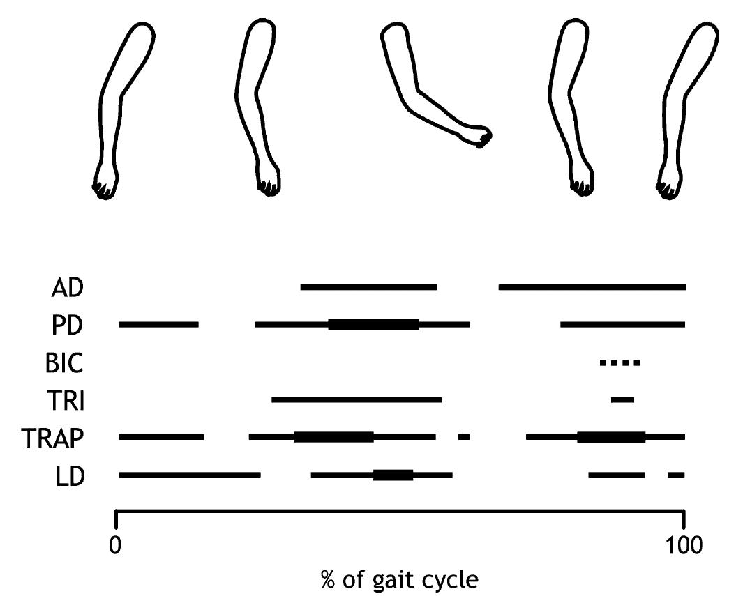 Periods of muscle activity during normal walking with free