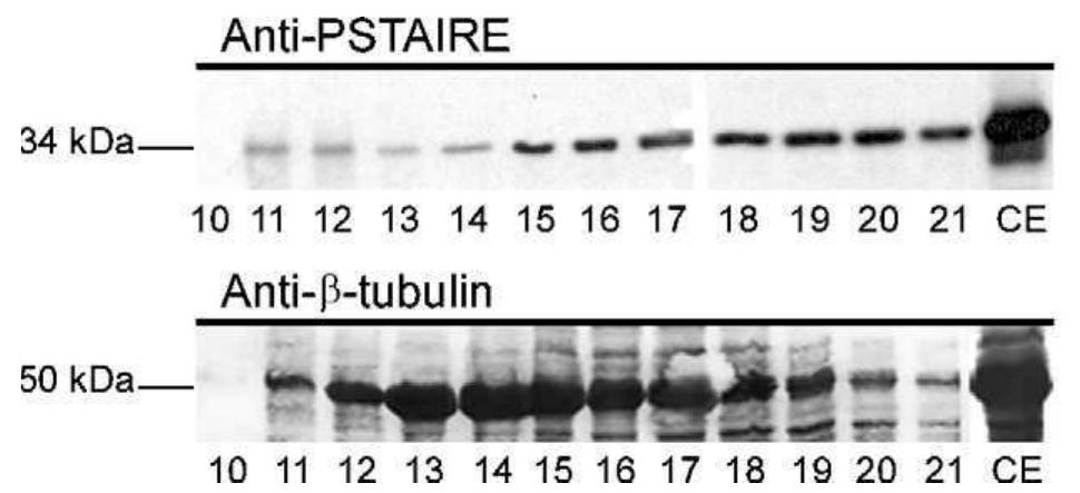 Western blot analysis of cdka;1 and tubulin in arabidopsis
