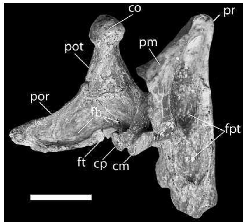 Quadratum and articular area of the right mandible of