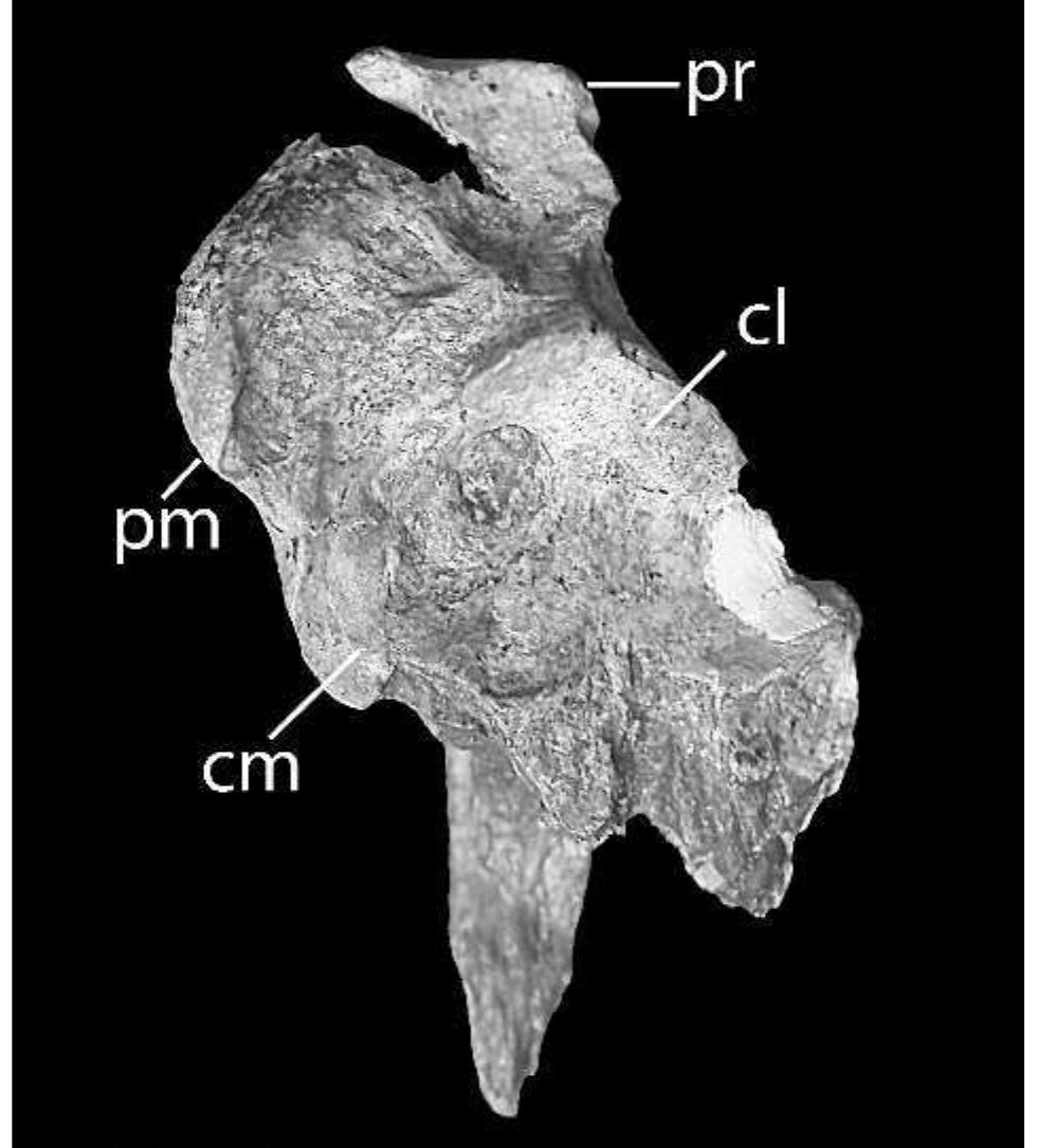 Articular area of the left mandible of paraptenodytes