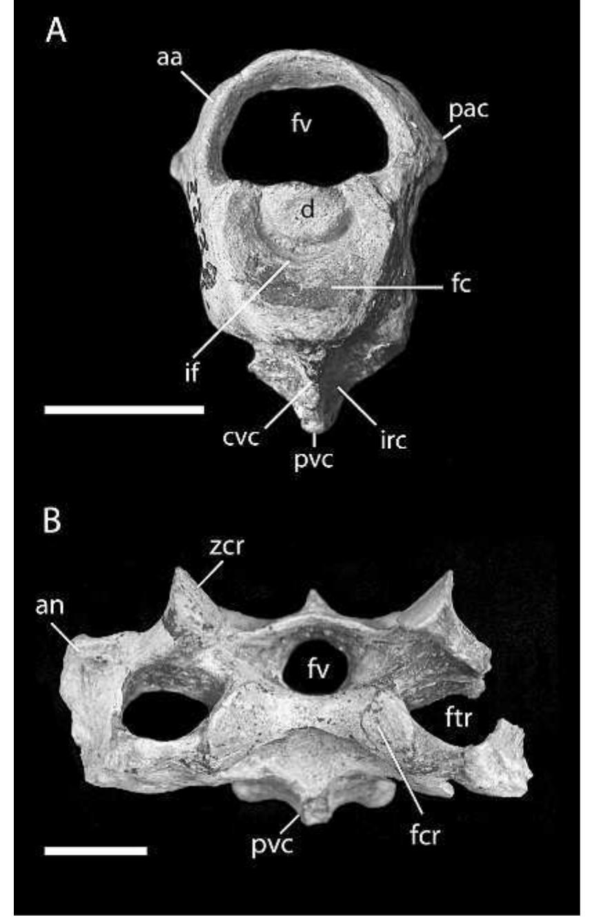 Atlas (a) and 11th cervical vertebra (b) of paraptenodytes