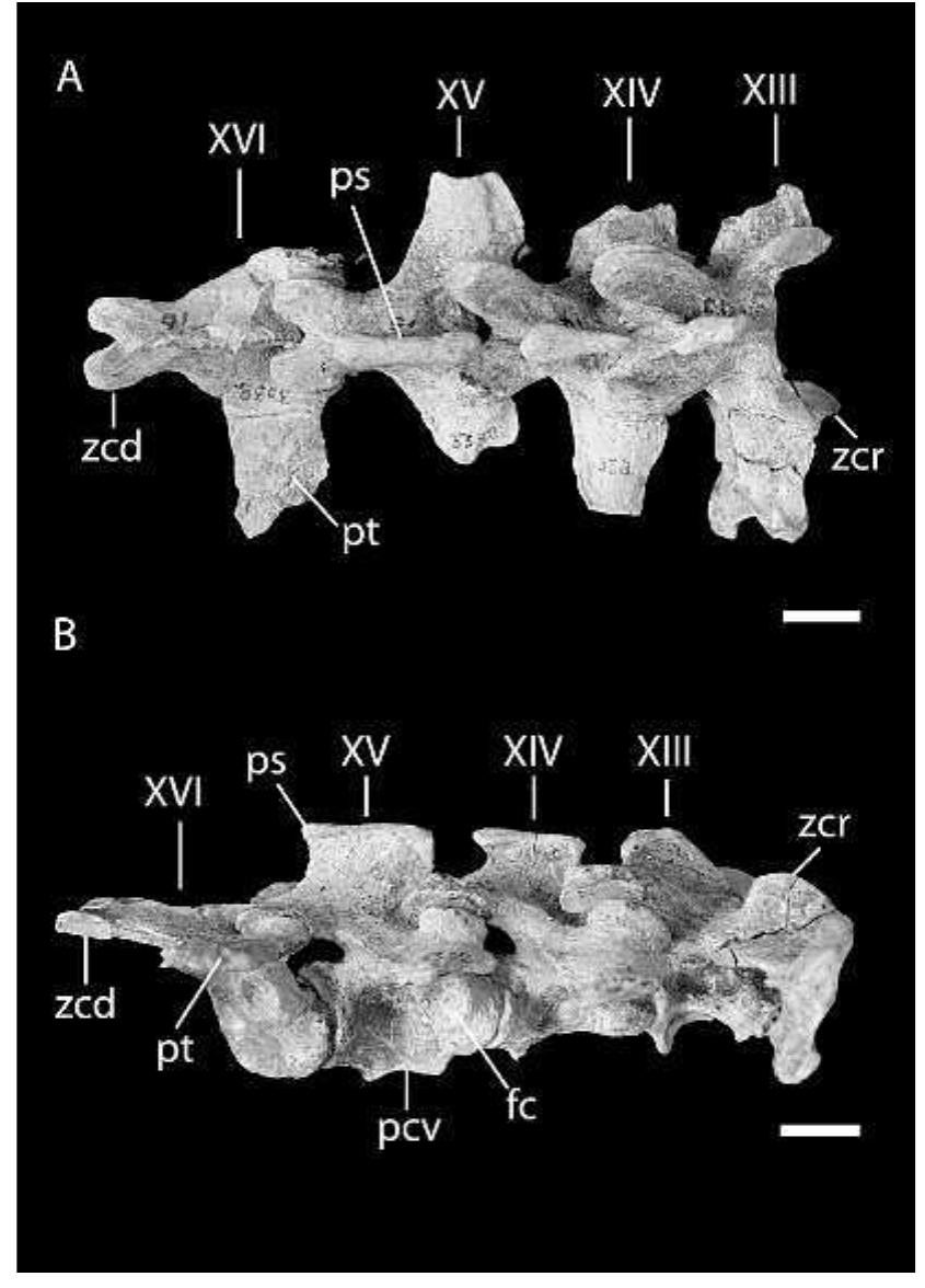 Thirteenth to 16th vertebrae of paraptenodytes antarcticus