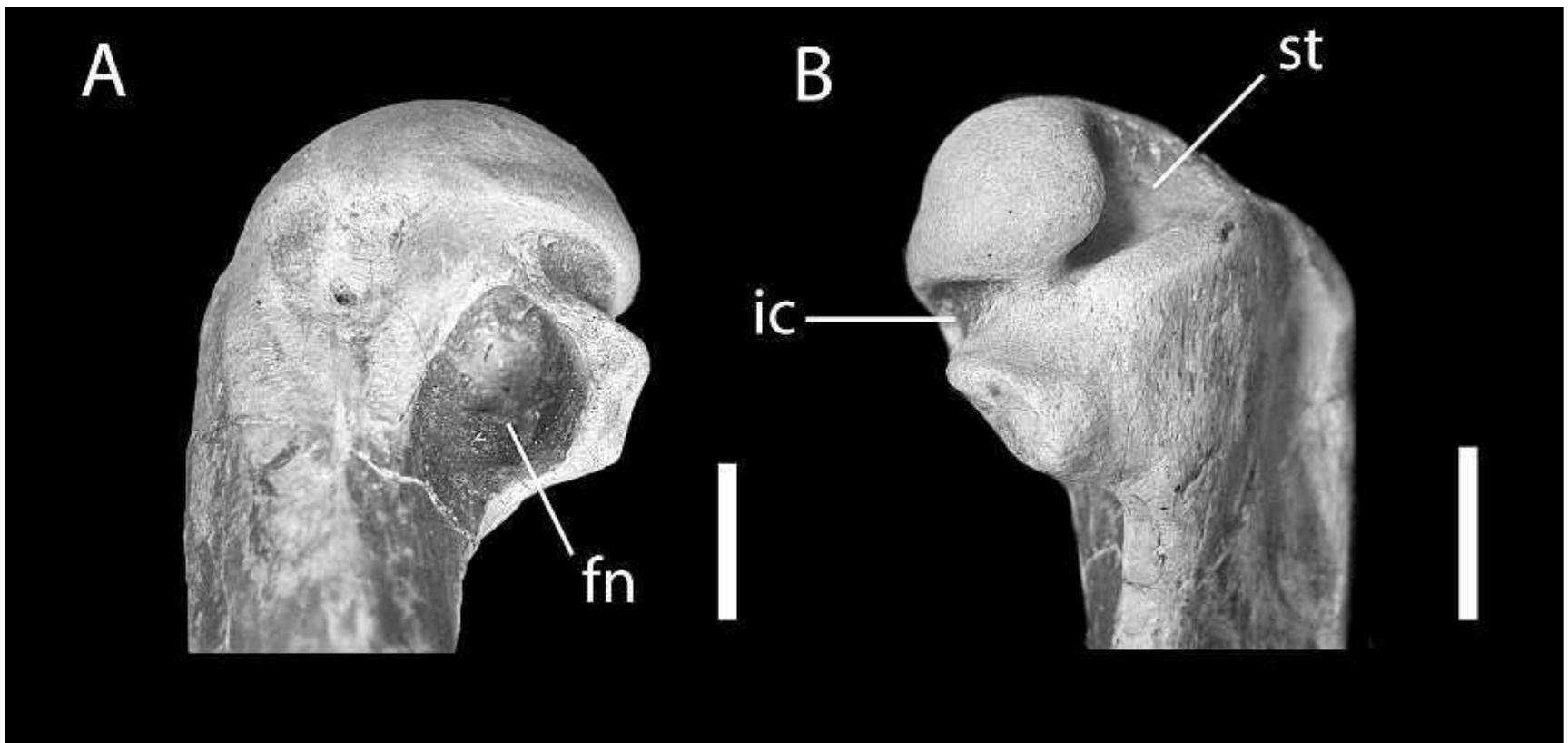 Close-up of the proximal end of the right humerus of amnh